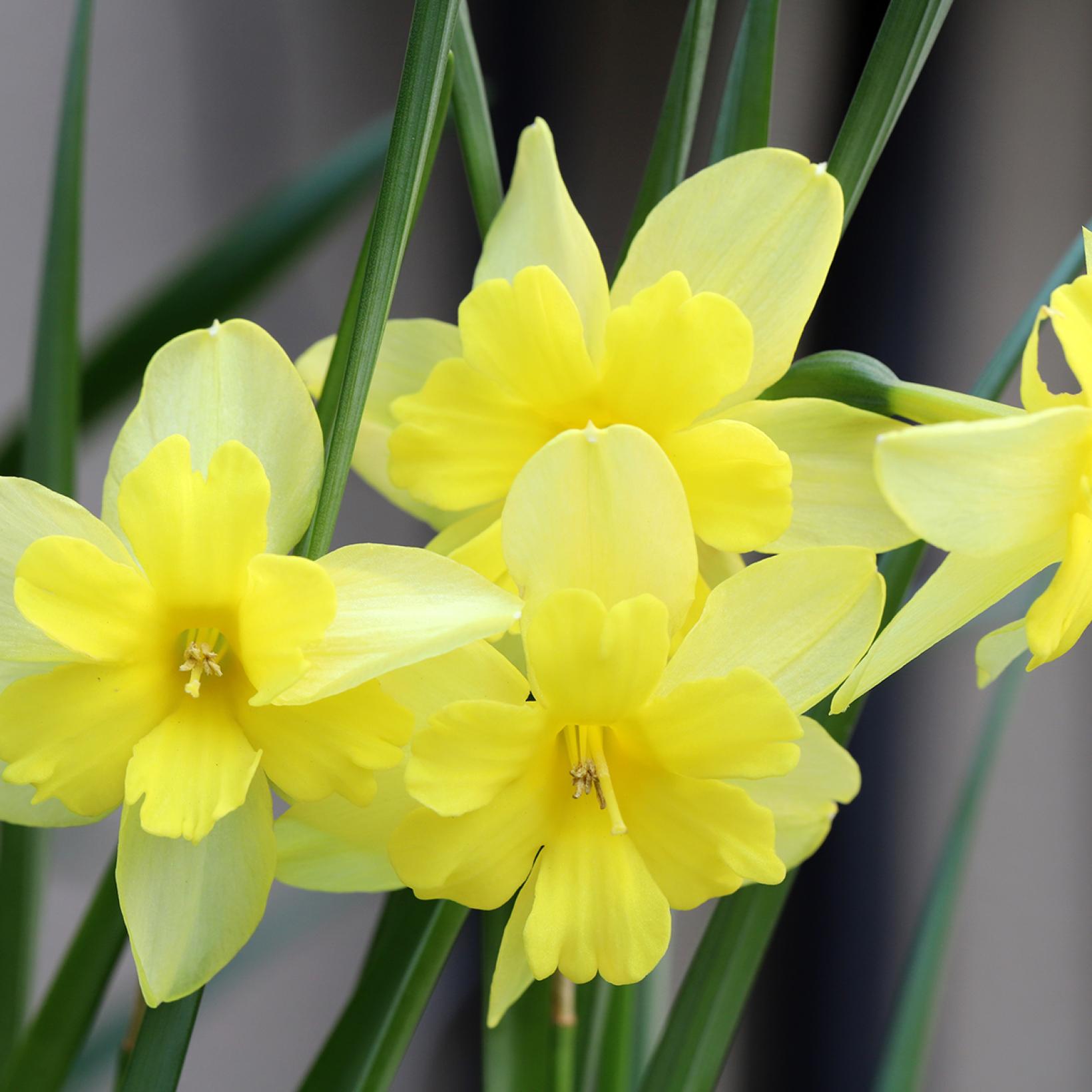 Narcisse à couronne fendue Tripartite - Narcissus - Narcisse papillon ...