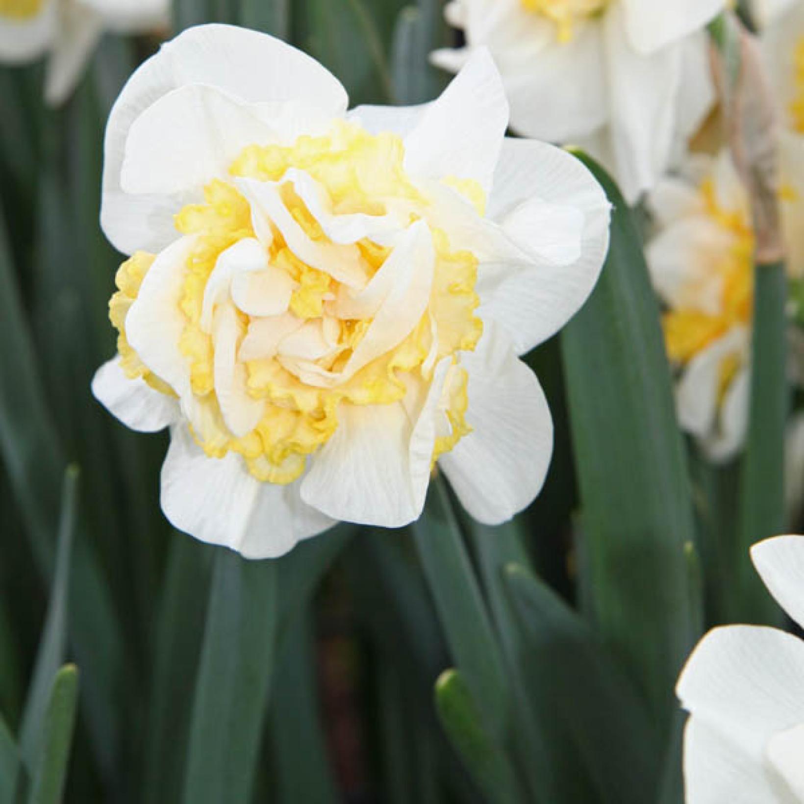 Narcisse Westward - Narcissus - Belle nouveauté double blanche au cœur ...