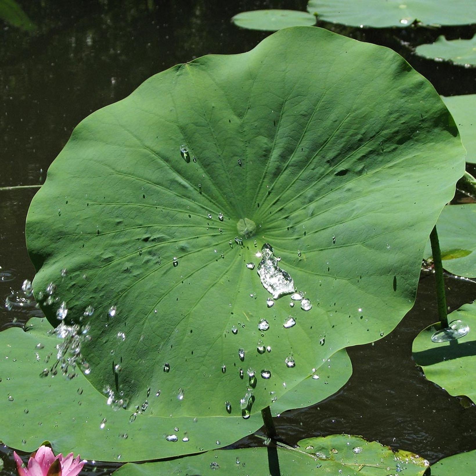 Nymphaea Fabiola - Nénuphar rose - Plante aquatique