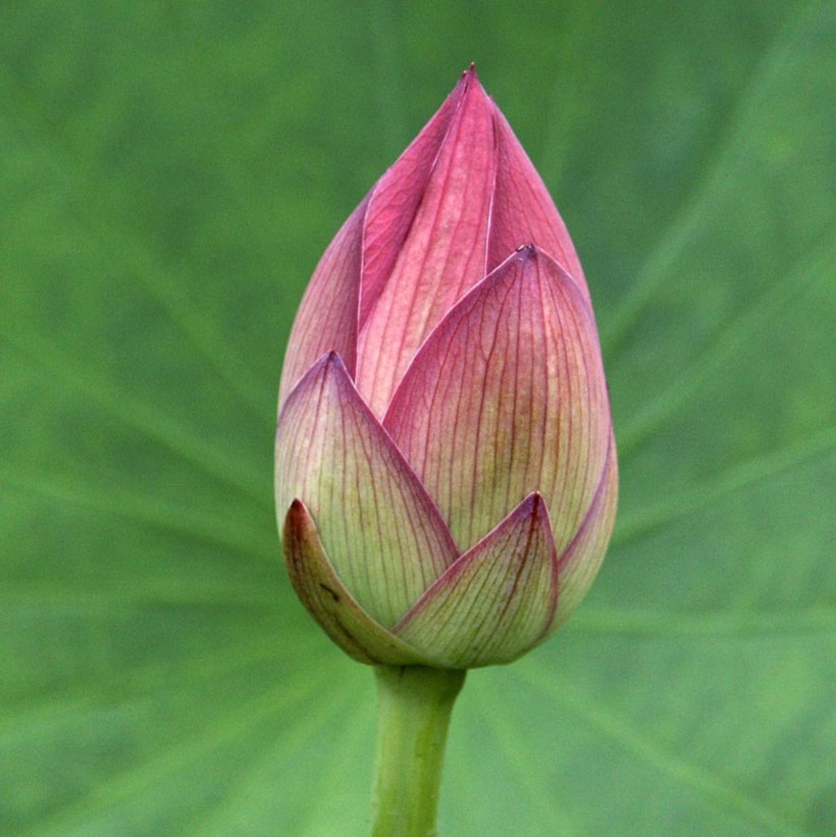 Nymphaea Fabiola - Nénuphar rose - Plante aquatique