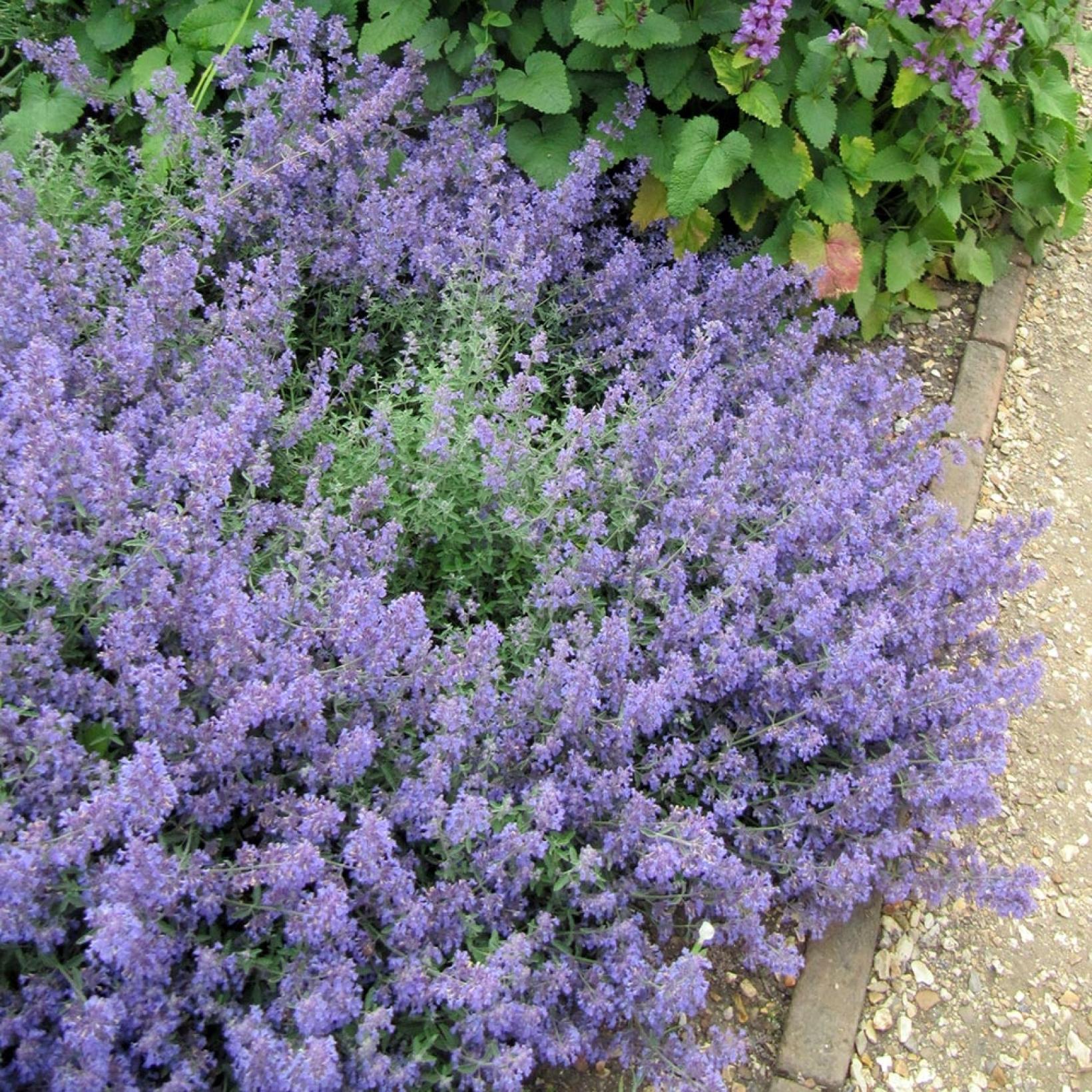 Nepeta faassenii Kit Cat - Cataire - Herbe aux chats compacte