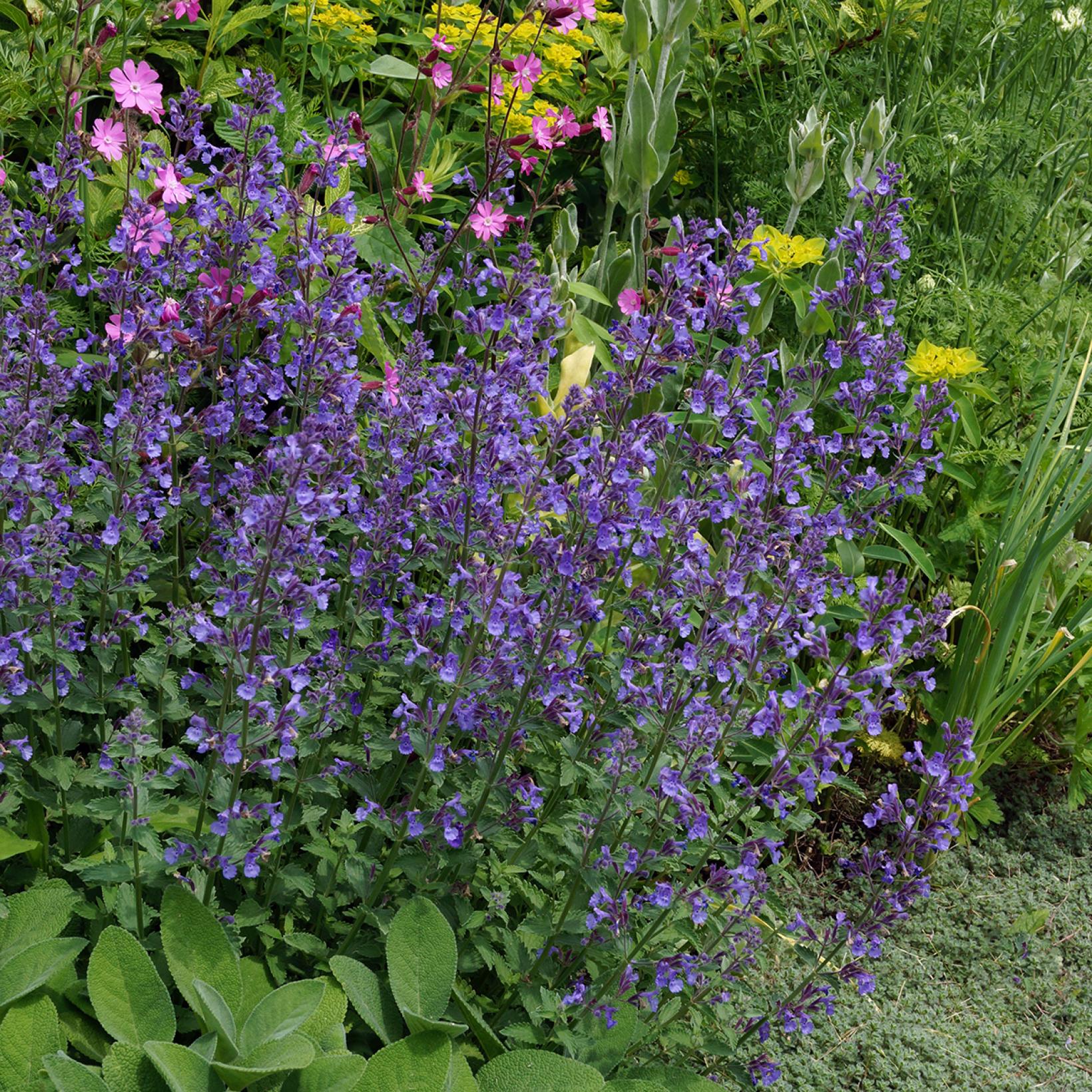 Nepeta x faassenii Junior Walker - Variété plus compacte que Walker s Low - Herbe à chat vivace