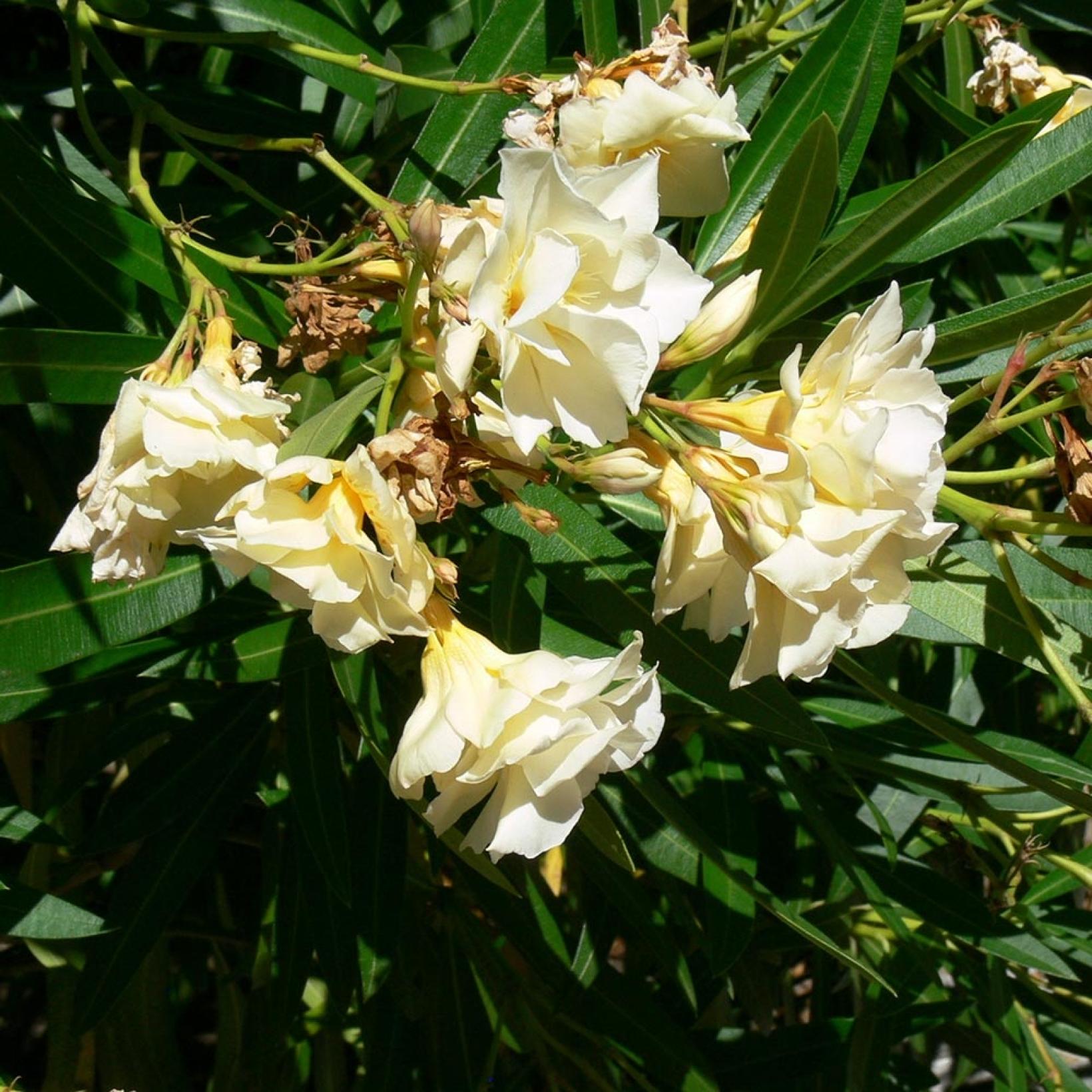 Laurier rose Luteum Plenum - Nerium oleander - Arbuste persistant à ...