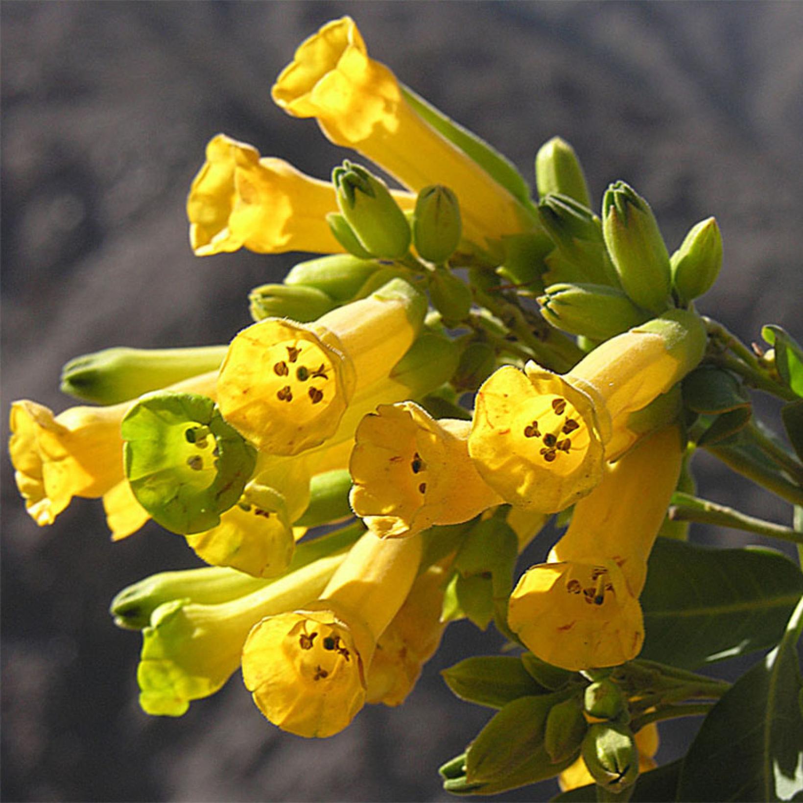 Nicotiana glauca - Tabac d'ornement vivace à fleurs jaunes