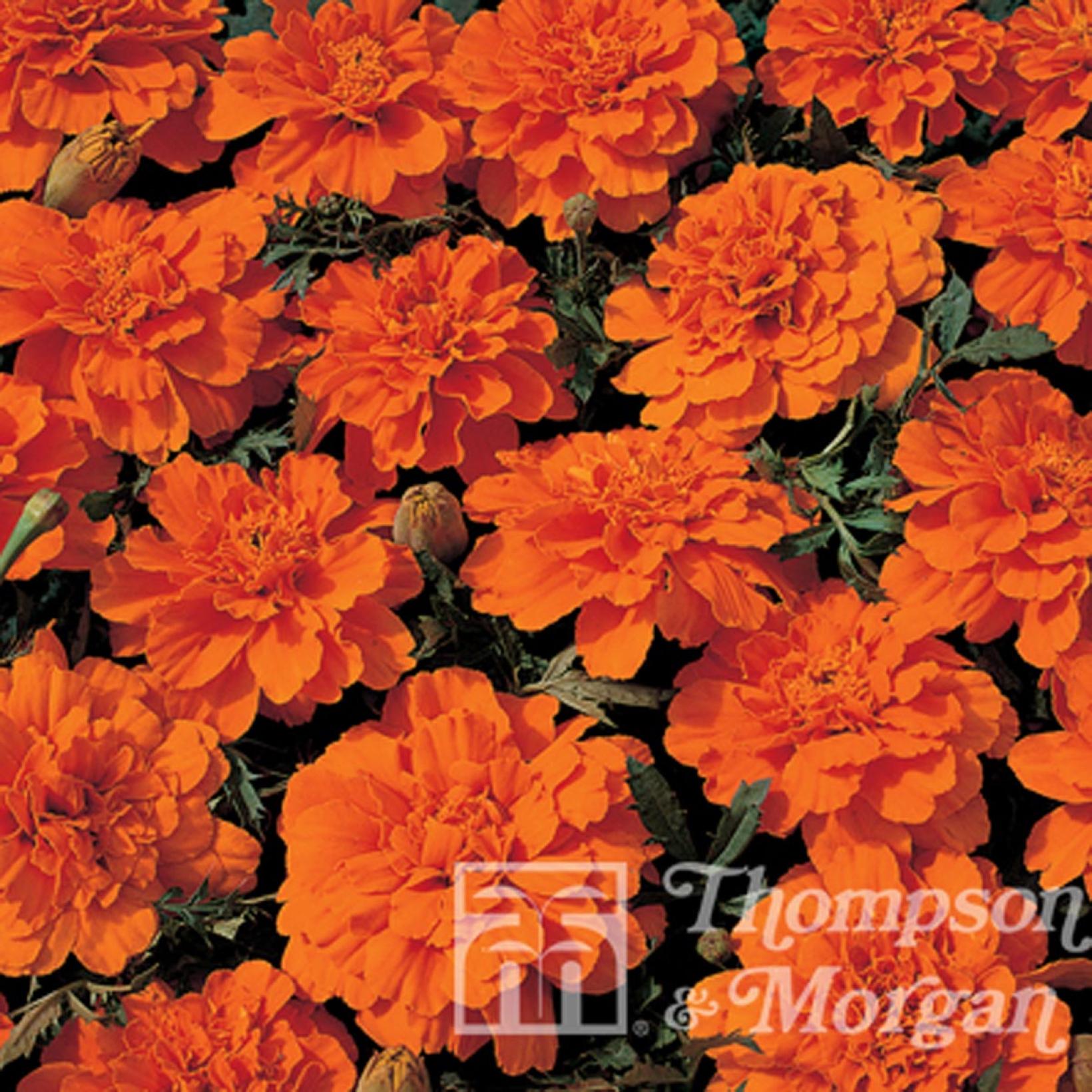 Oeillet d'Inde Durango Tangerine - Tagetes patula - De beaux capitules ...