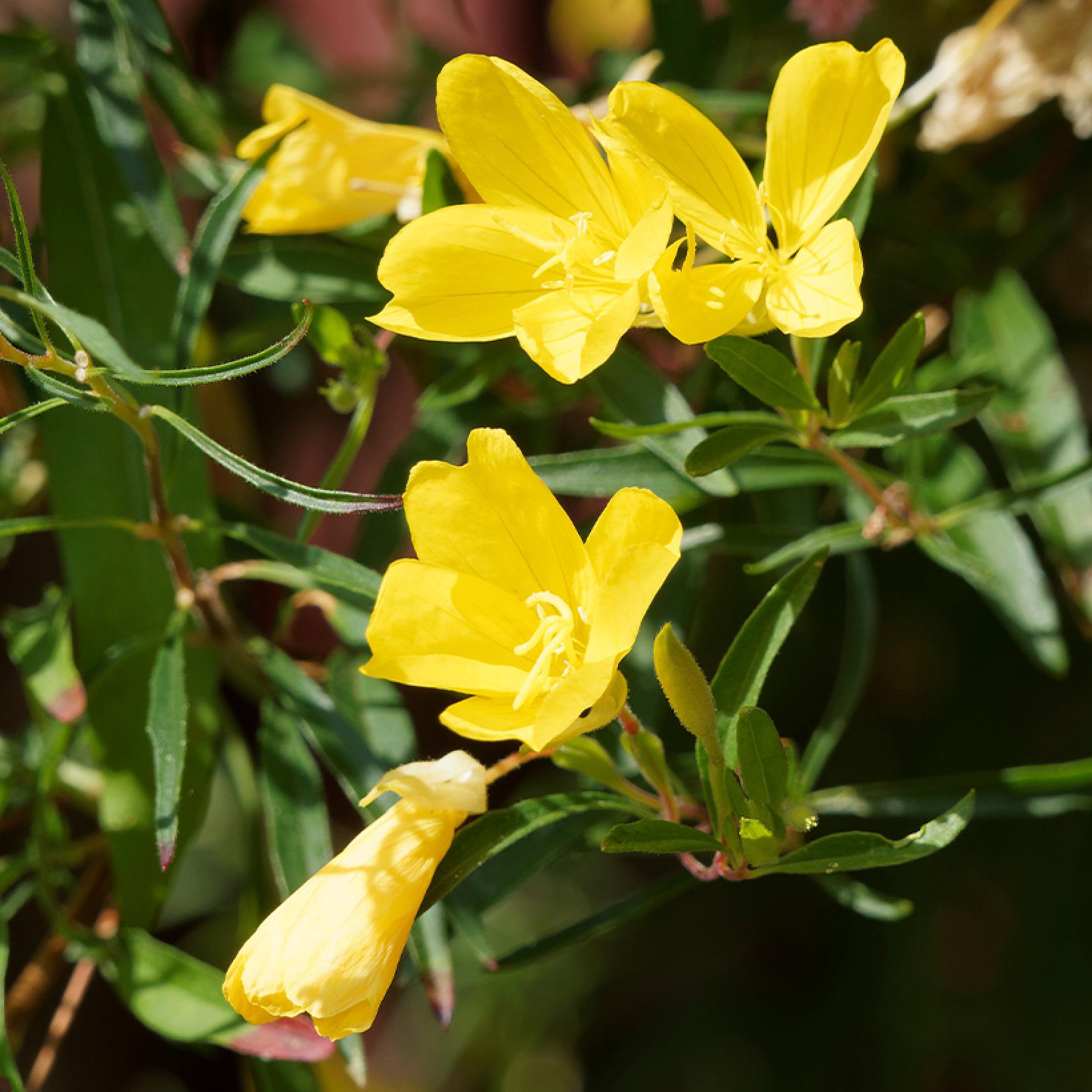 Oenothera African Sun - Onagre hybride - Vivace au port étalé et aux ...