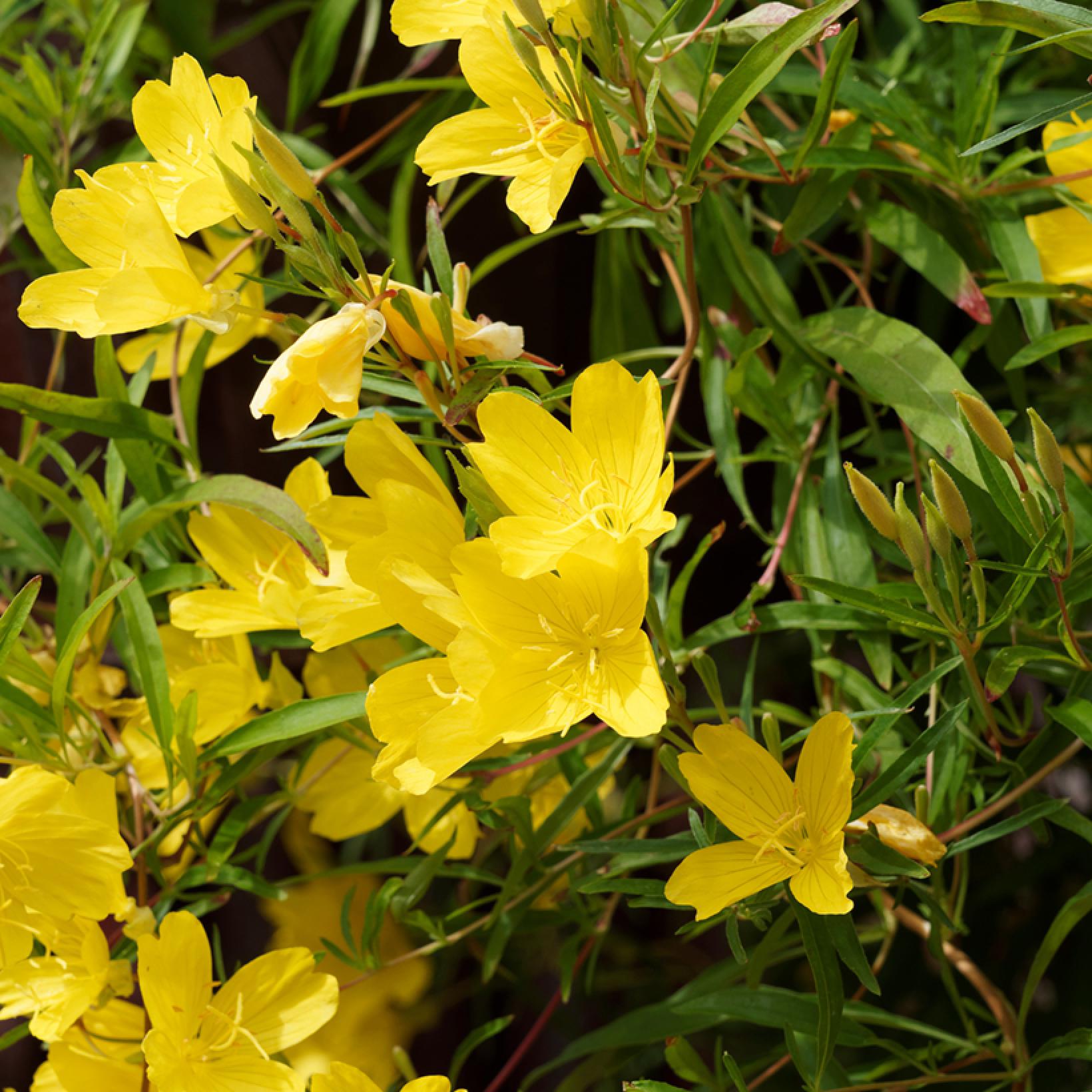 Oenothera African Sun - Onagre hybride - Vivace au port étalé et aux ...