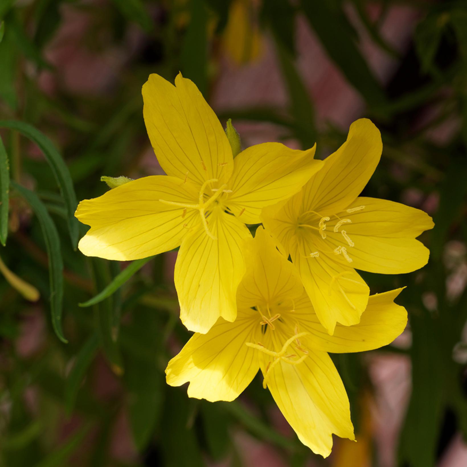 Oenothera African Sun - Onagre hybride - Vivace au port étalé et aux ...