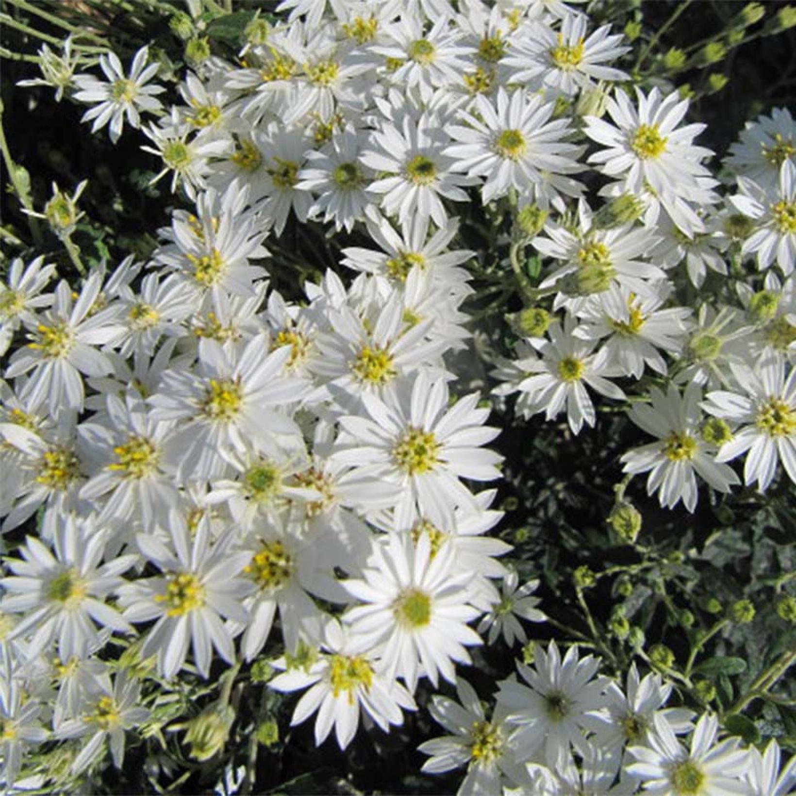 Olearia scilloniensis - Aster en arbre, arbuste à feuillage gris-argenté