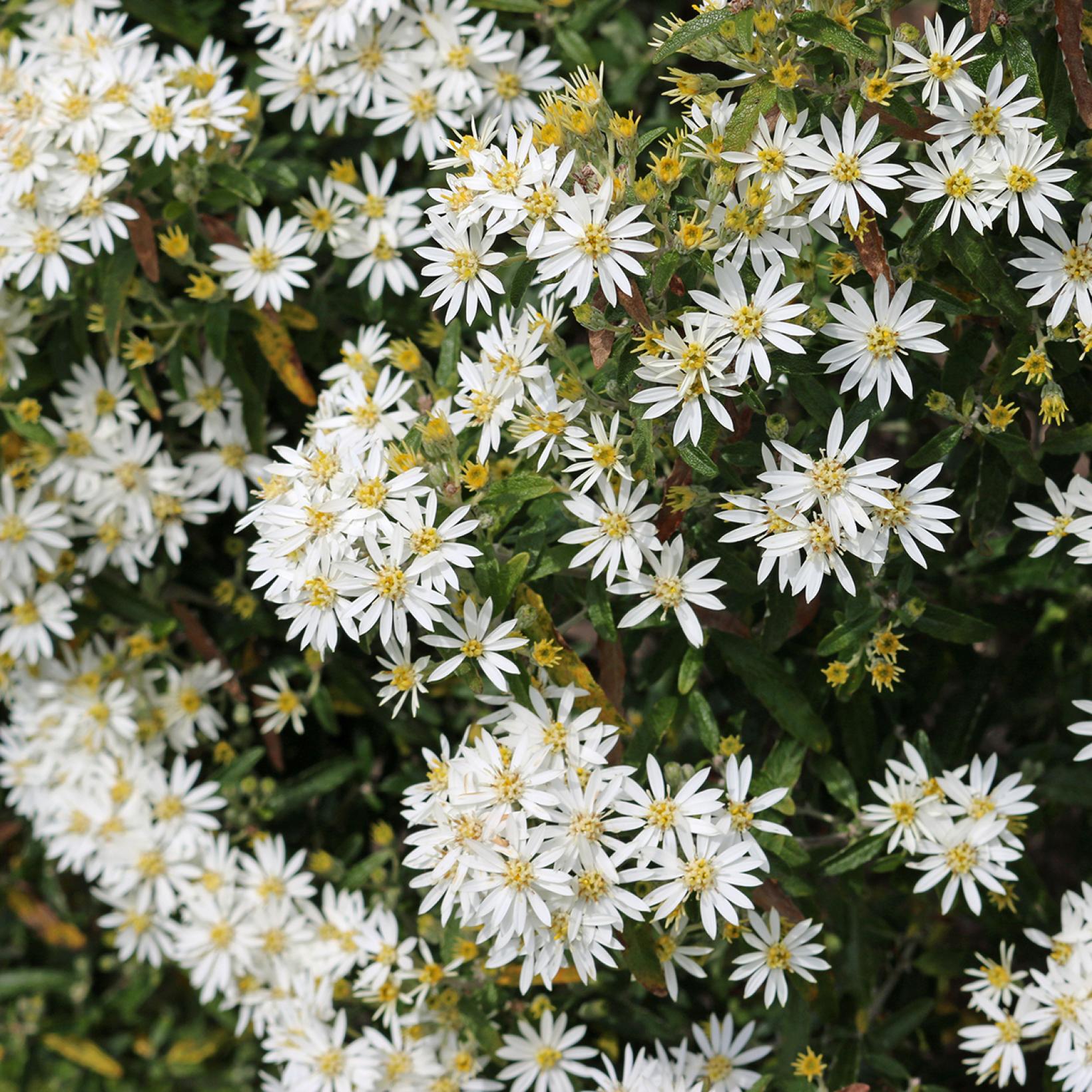 Olearia scilloniensis Compacta - Aster ou pâquerette en arbre - Variété ...