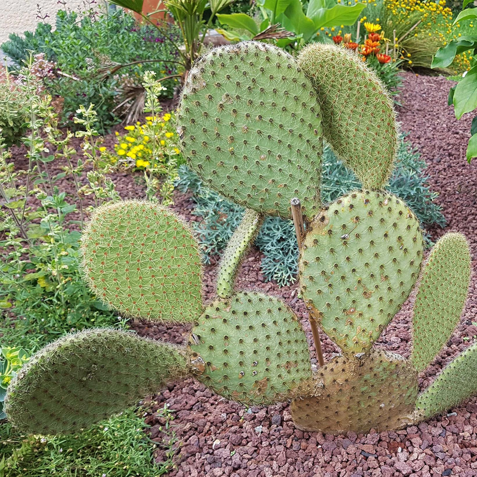 Opuntia scheeri - Un superbe cactus raquette très rustique