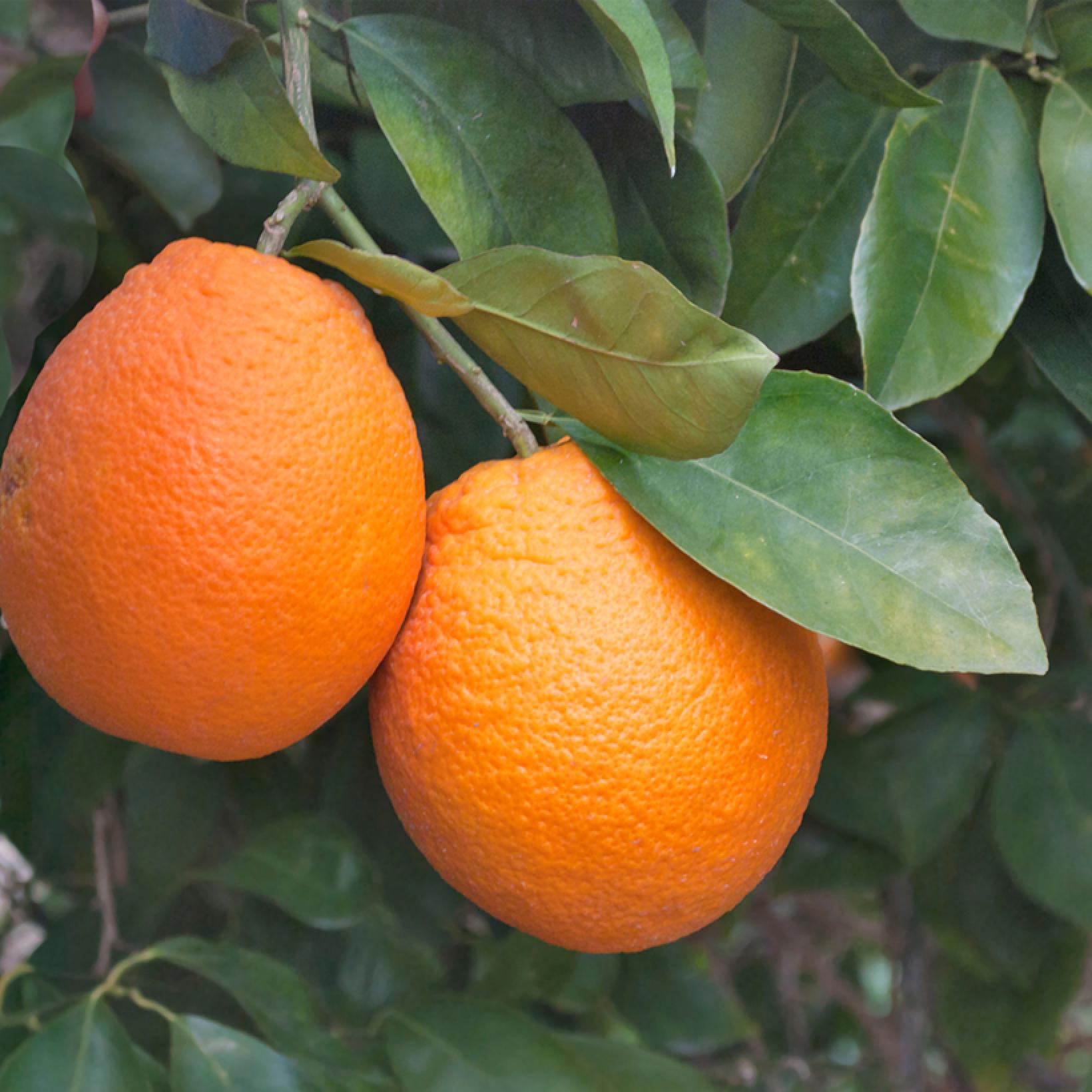 Oranger - Citrus sinensis – Agrume aux belles oranges juteuses