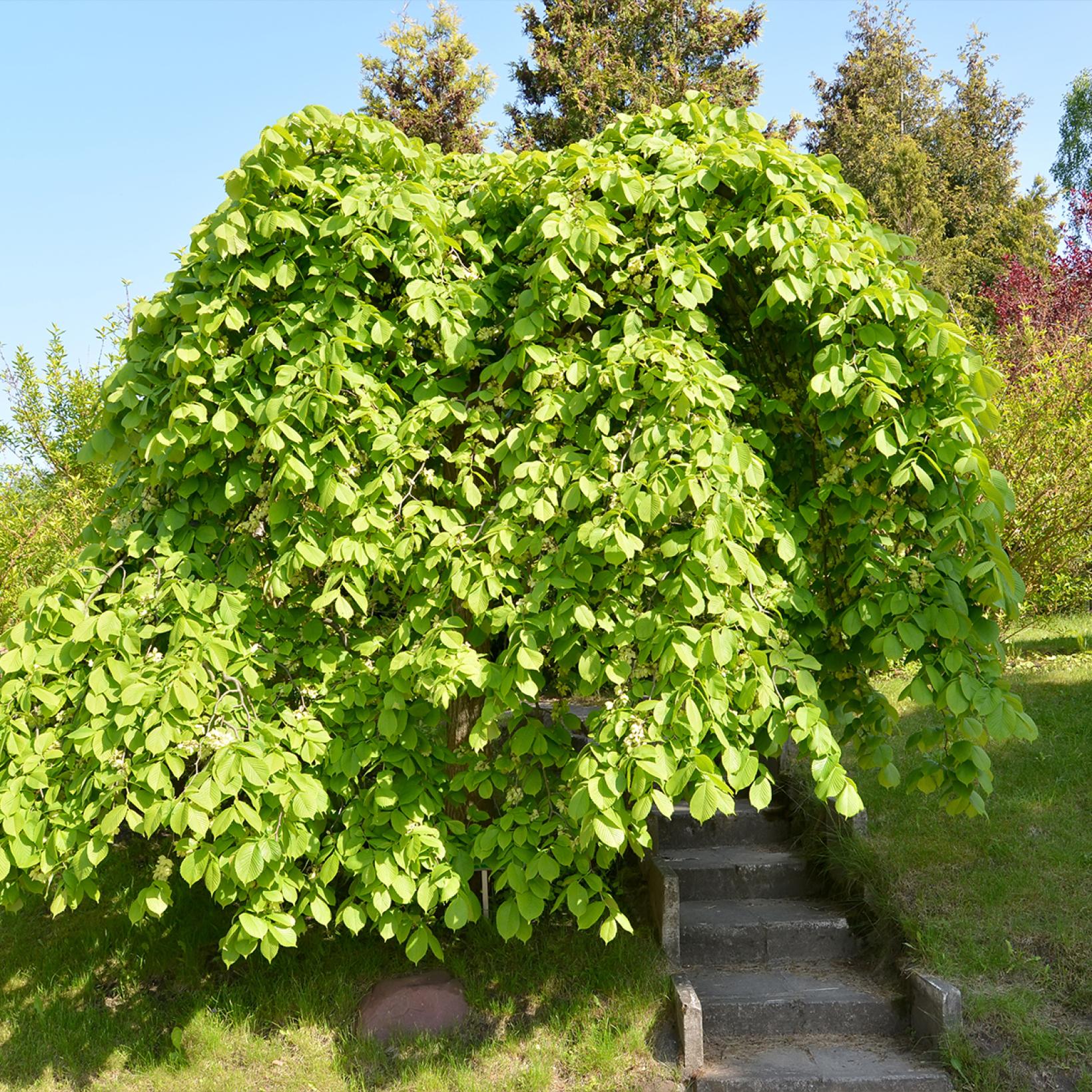 Ulmus glabra Pendula - Orme pleureur à petites feuilles
