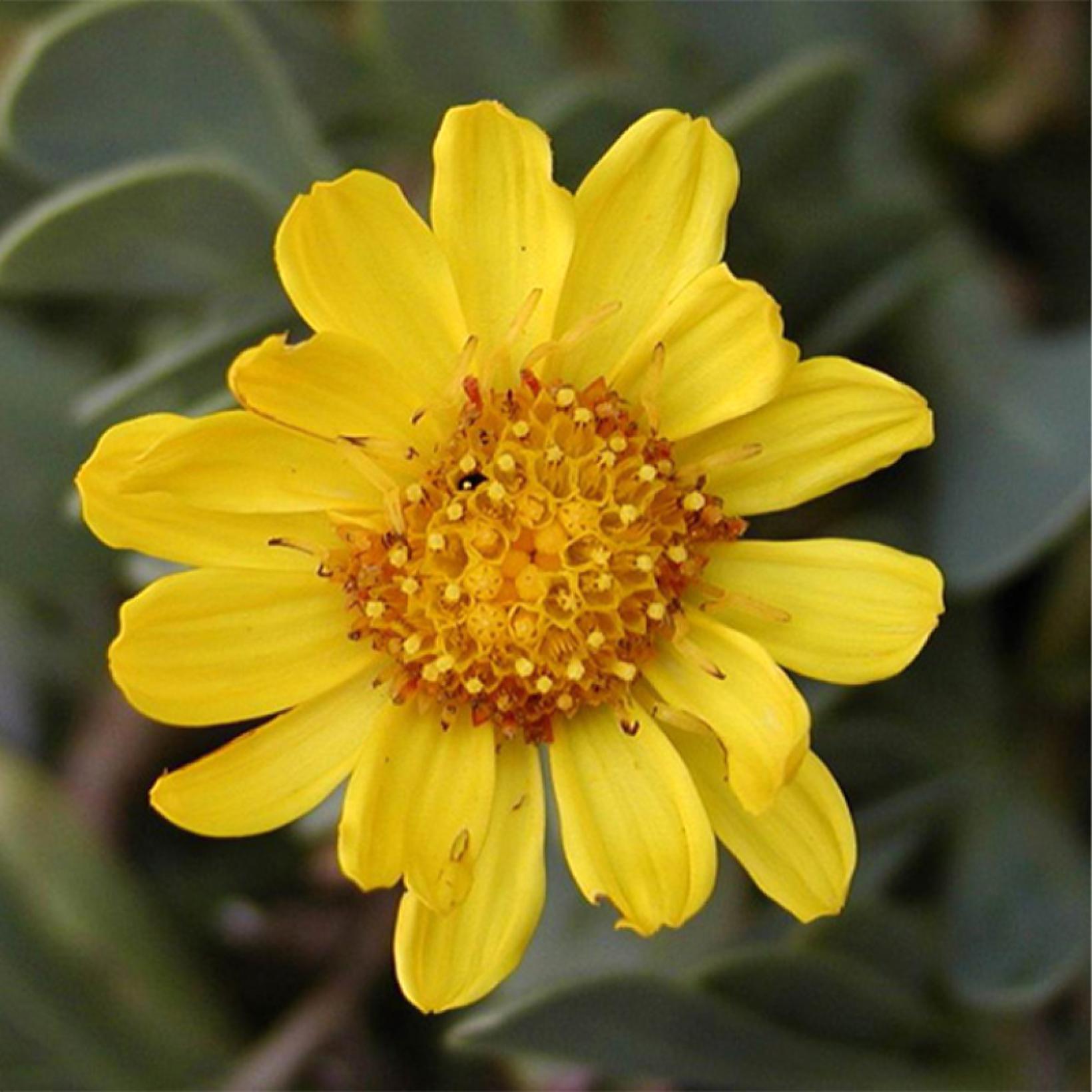 Othonna ou Othonnopsis ou Hertia cheirifolia - Sous arbrisseau vivace ...