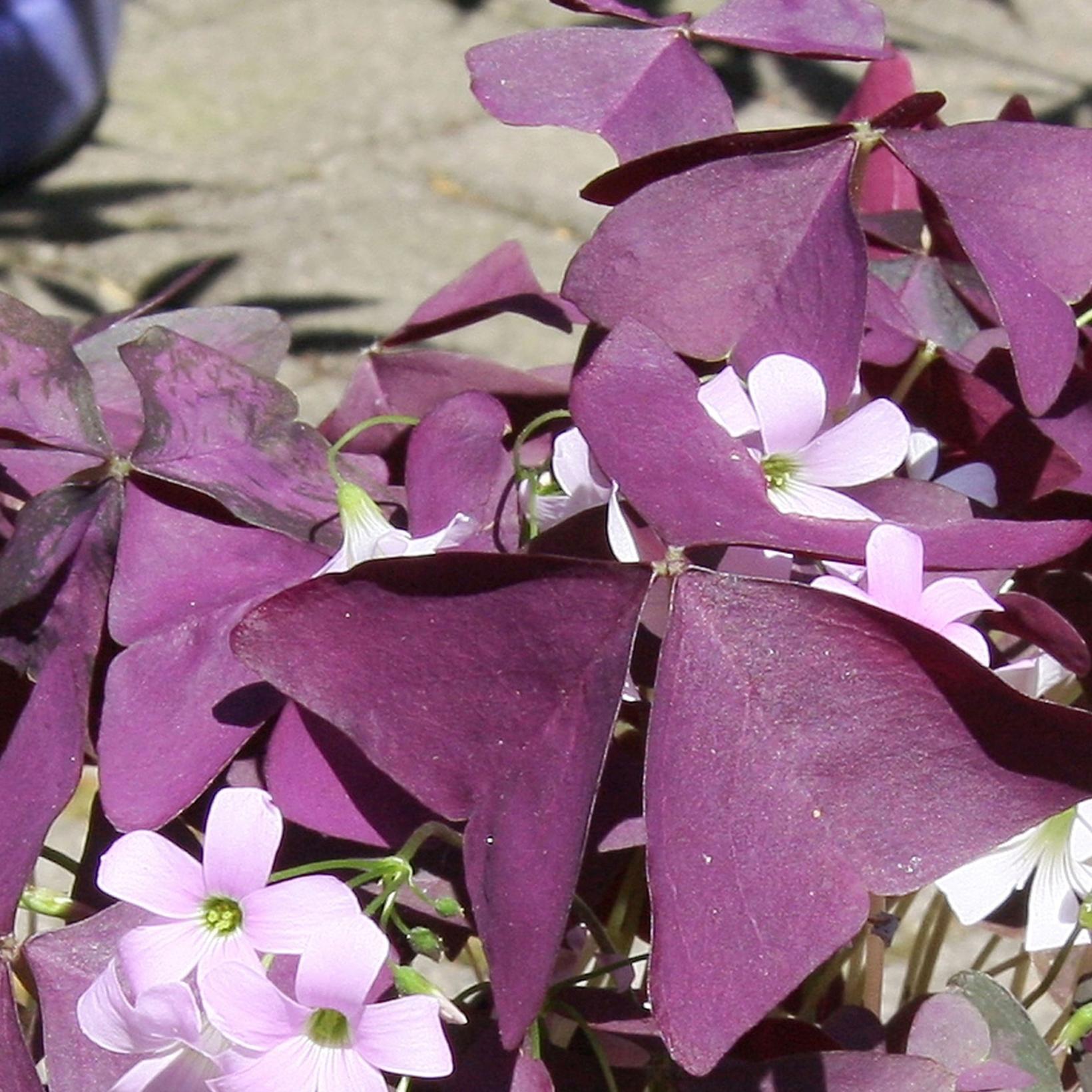 L'Oxalis triangularis ssp.papilionacea Atropurpurea, de petites fleurs ...