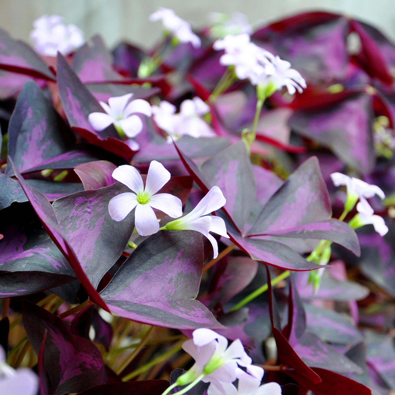 L'Oxalis triangularis ssp.papilionacea Atropurpurea, de petites fleurs ...
