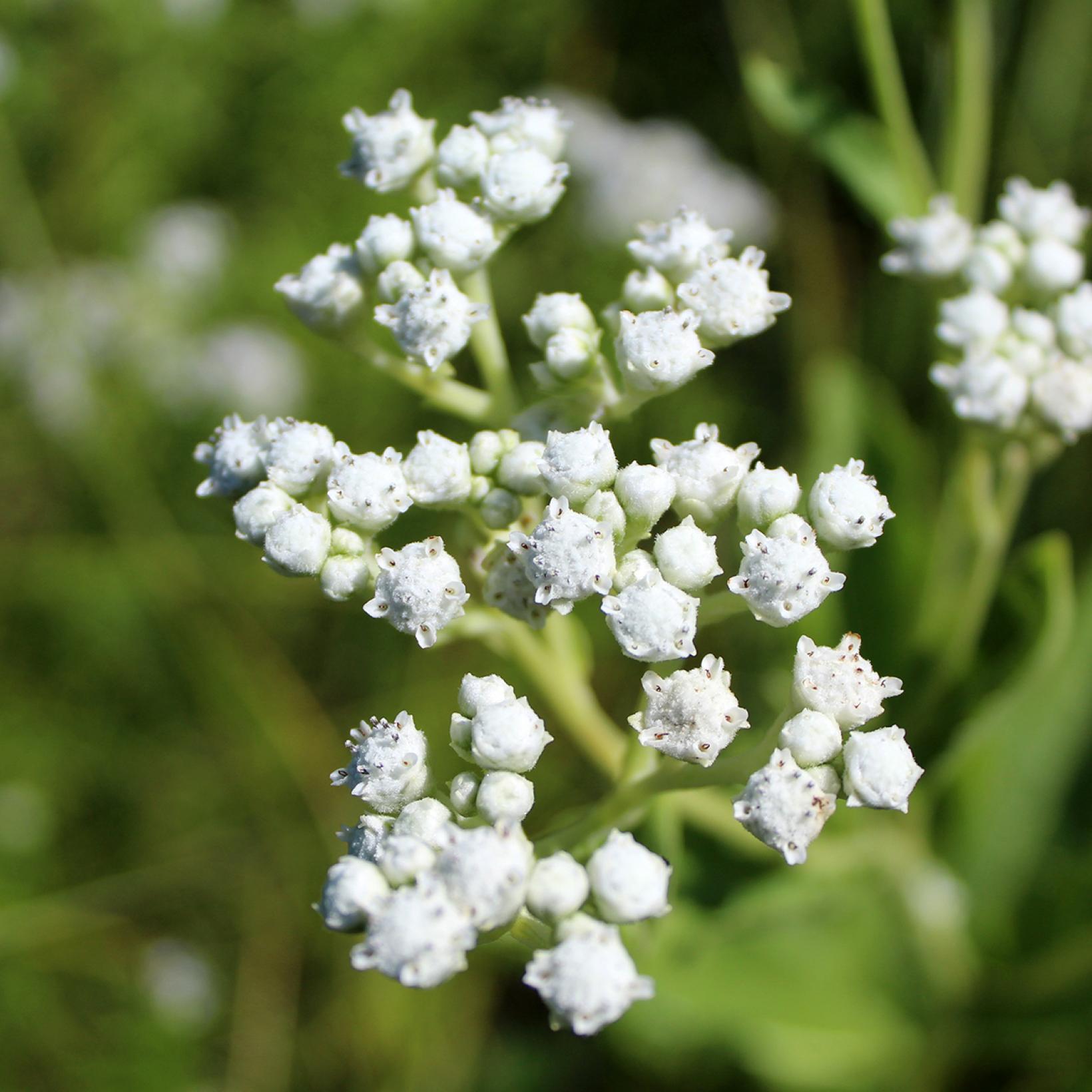 Parthenium integrifolium - Quinine sauvage - Astéracée vivace