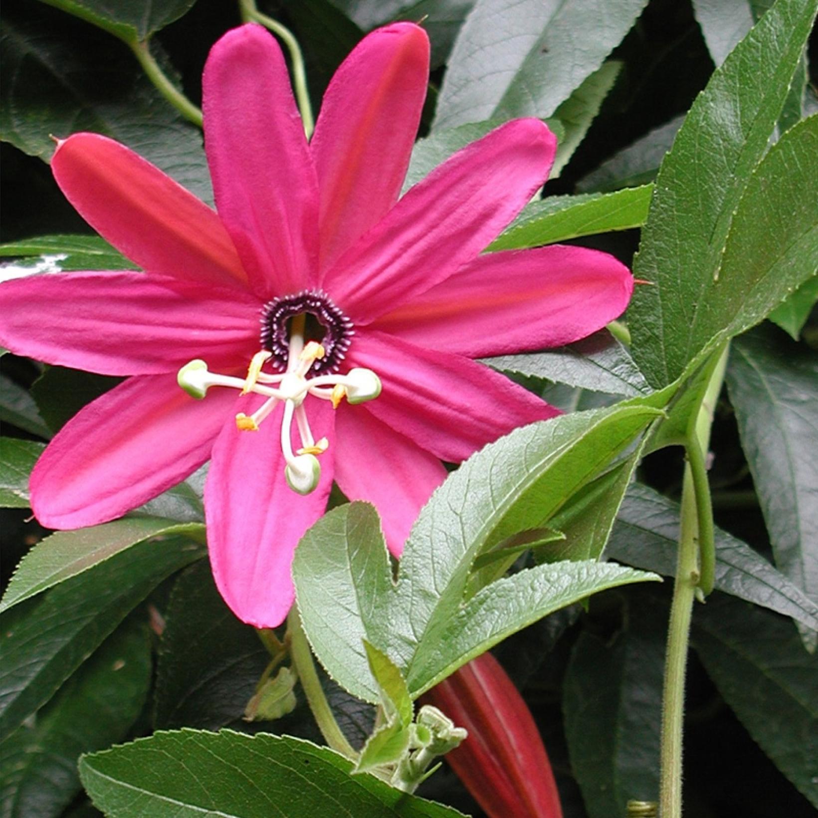 Passiflora x exoniensis - Passiflore vigoureuse à grandes fleurs ...