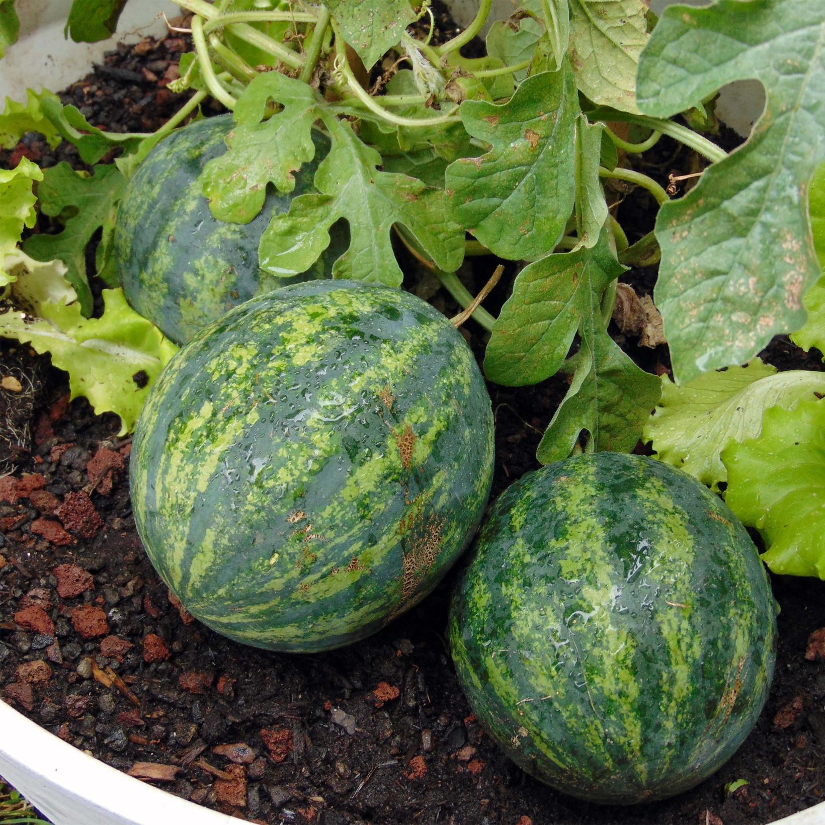 Pastèque Mini-Love F1 - plants greffés pour potager
