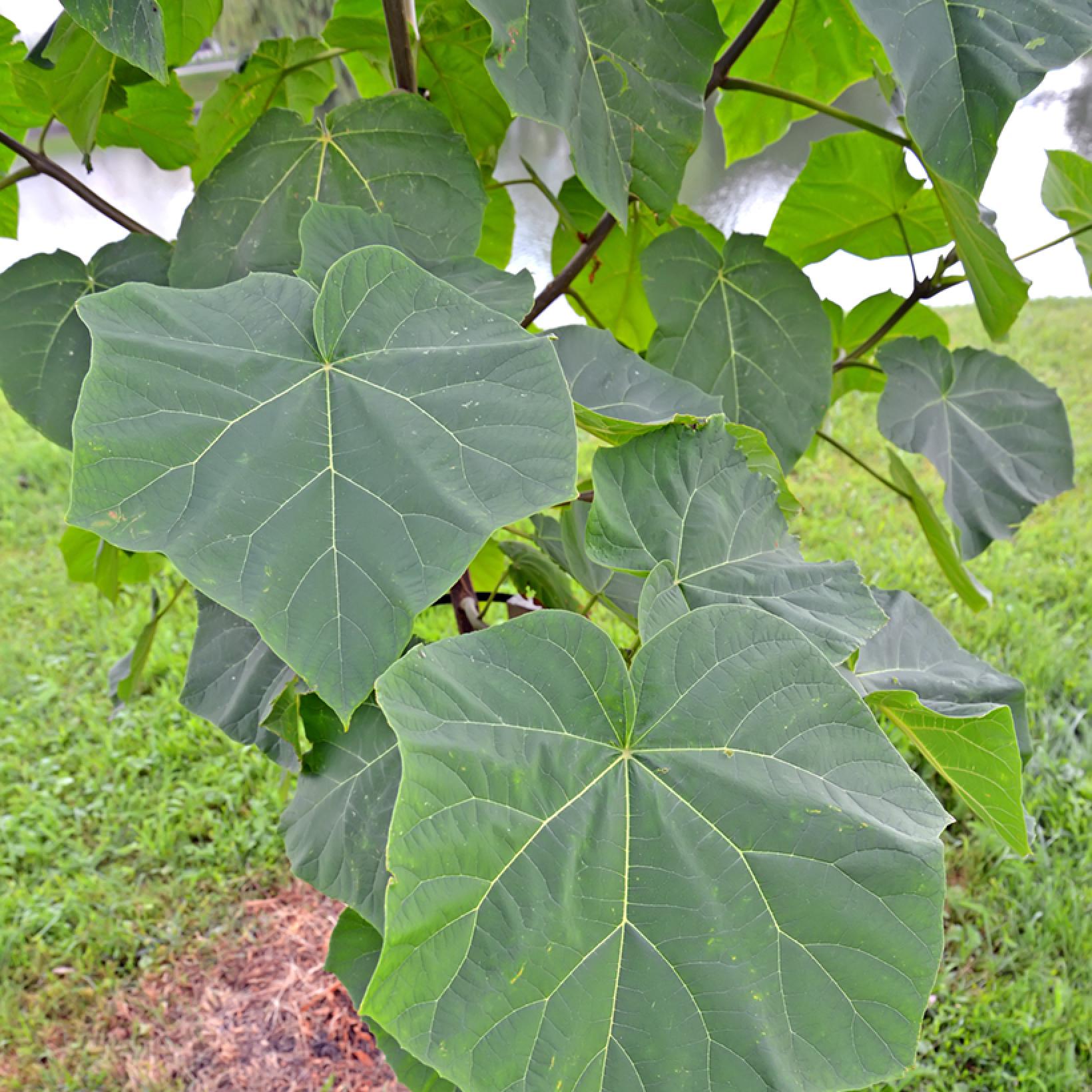 Paulownia tomentosa Hulsdonk - Arbre impérial à floraison printanière ...