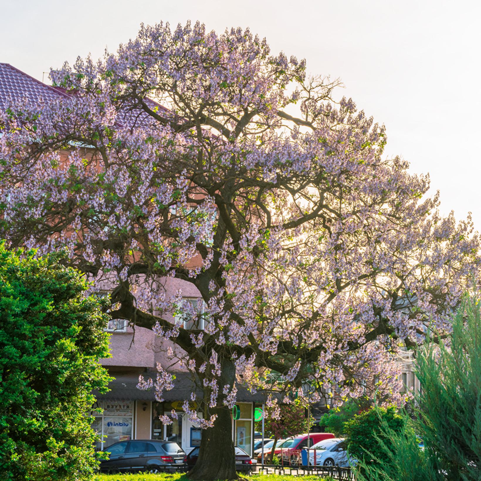 Paulownia tomentosa Hulsdonk - Arbre impérial à floraison printanière ...