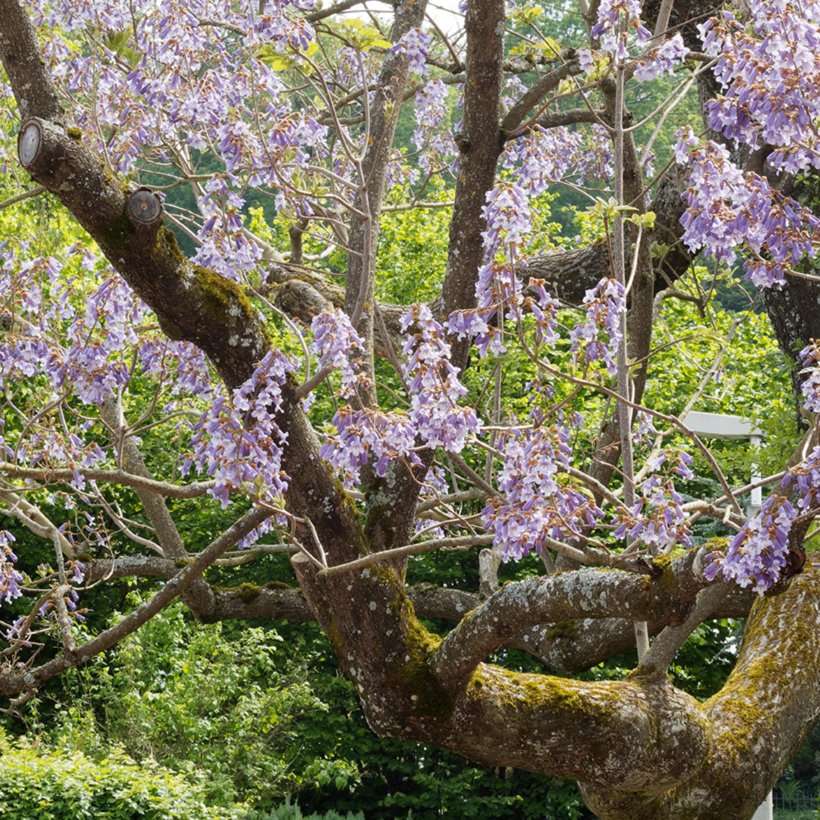 Paulownia tomentosa Hulsdonk - Arbre impérial à floraison printanière ...