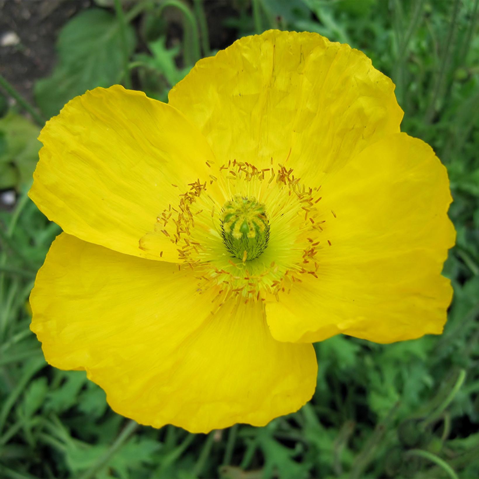 Papaver nudicaule Champagne Bubbles Mix - Pavot d'Islande hybride en ...