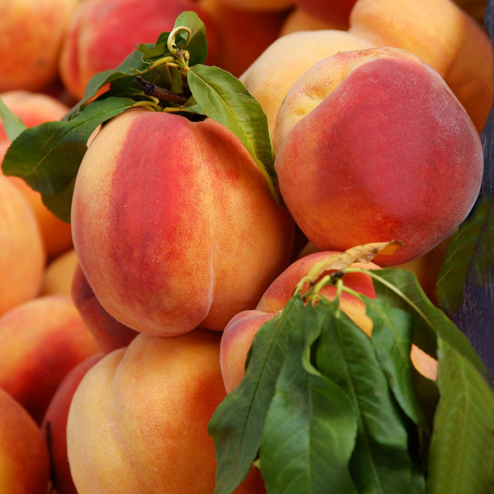 Pêcher Madeleine de Courson Bio - Variété ancienne de grosse pêche à ...