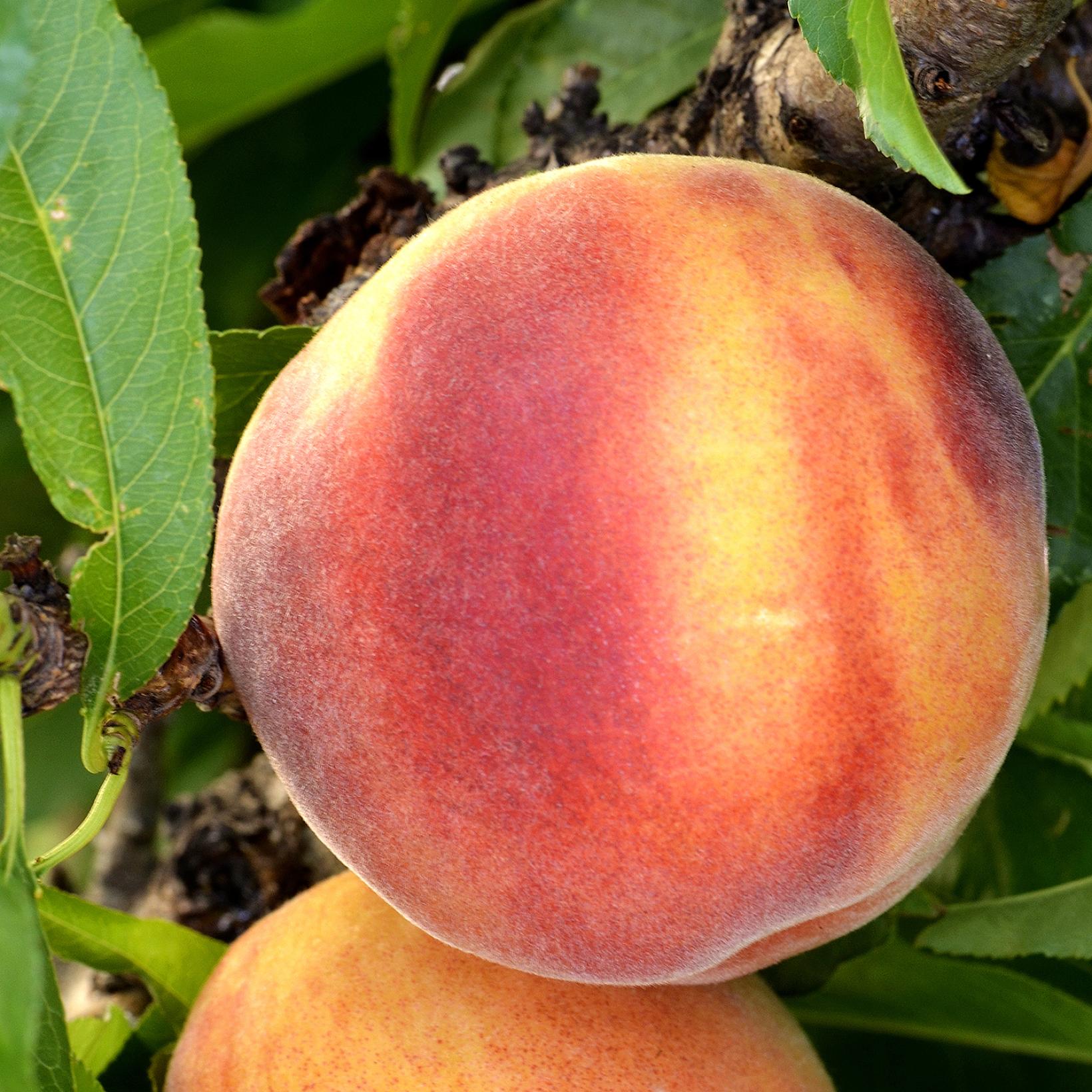 Pêcher nain Amber® Pix Zee - Prunus persica – Pêches à chair jaune