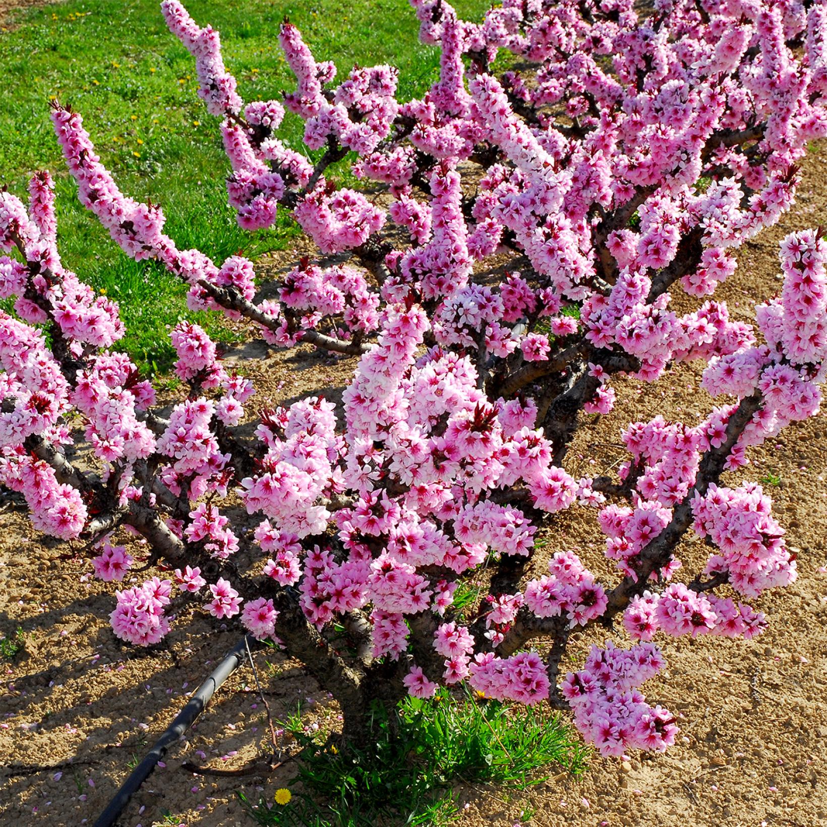 Pêcher nain Amber® Pix Zee - Prunus persica – Pêches à chair jaune