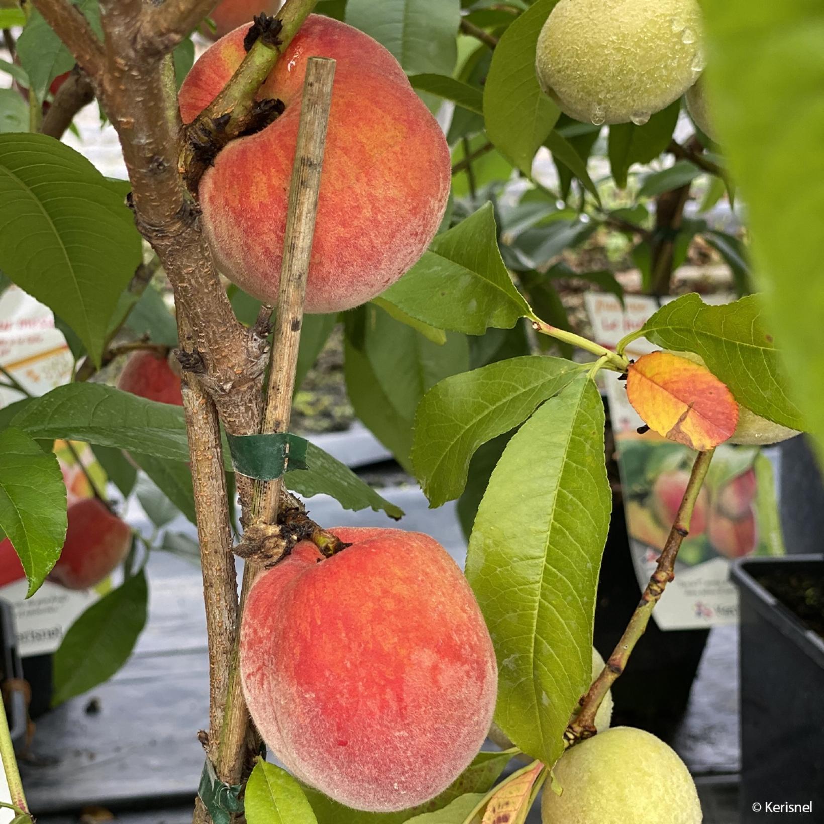 Pêcher nain Fruit Me Peach Me Red - Pêches rouges à chair jaune - Idéal ...
