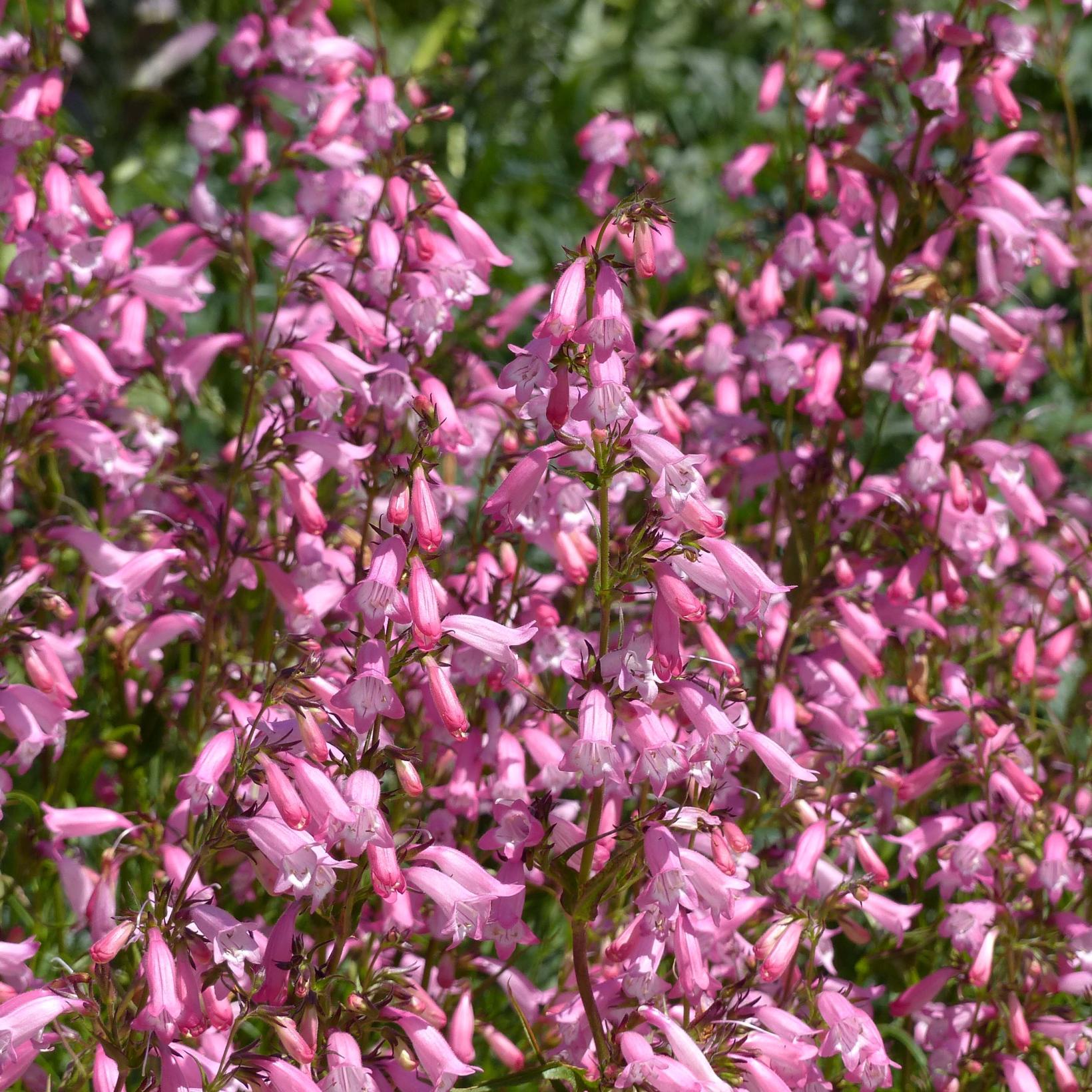 Penstemon Evelyn - Galane vivace buissonnante et très florifère, à ...