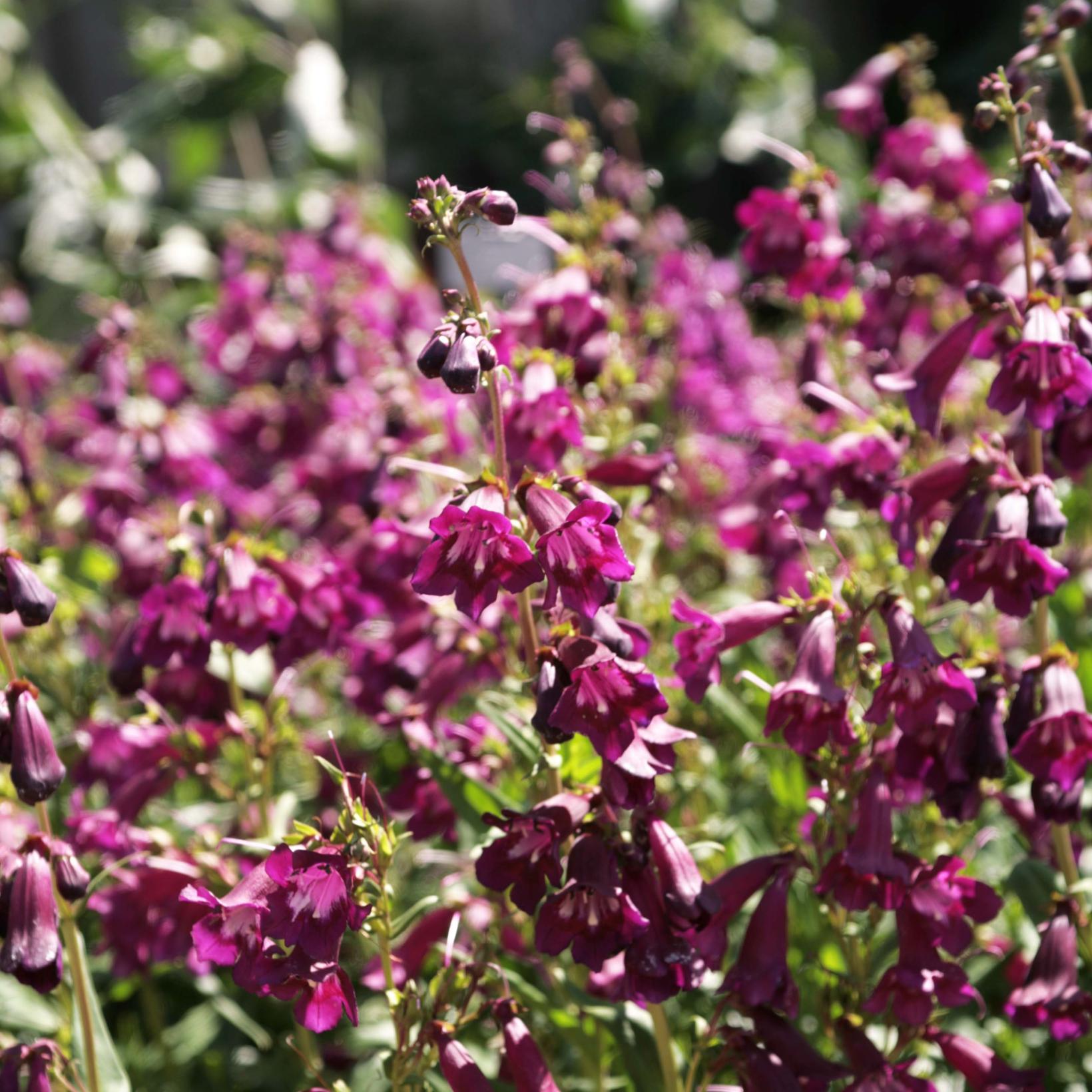 Penstemon Raven - Galane vivace, à fleurs violet-pourpré foncé.