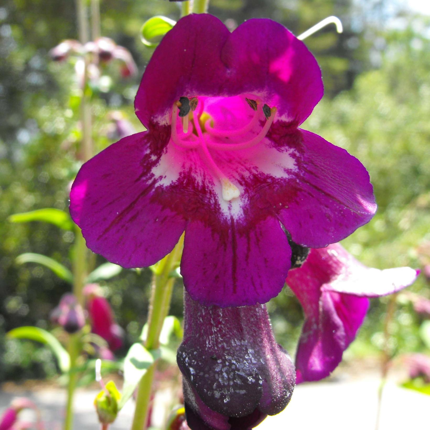 Penstemon Raven - Galane vivace, à fleurs violet-pourpré foncé.