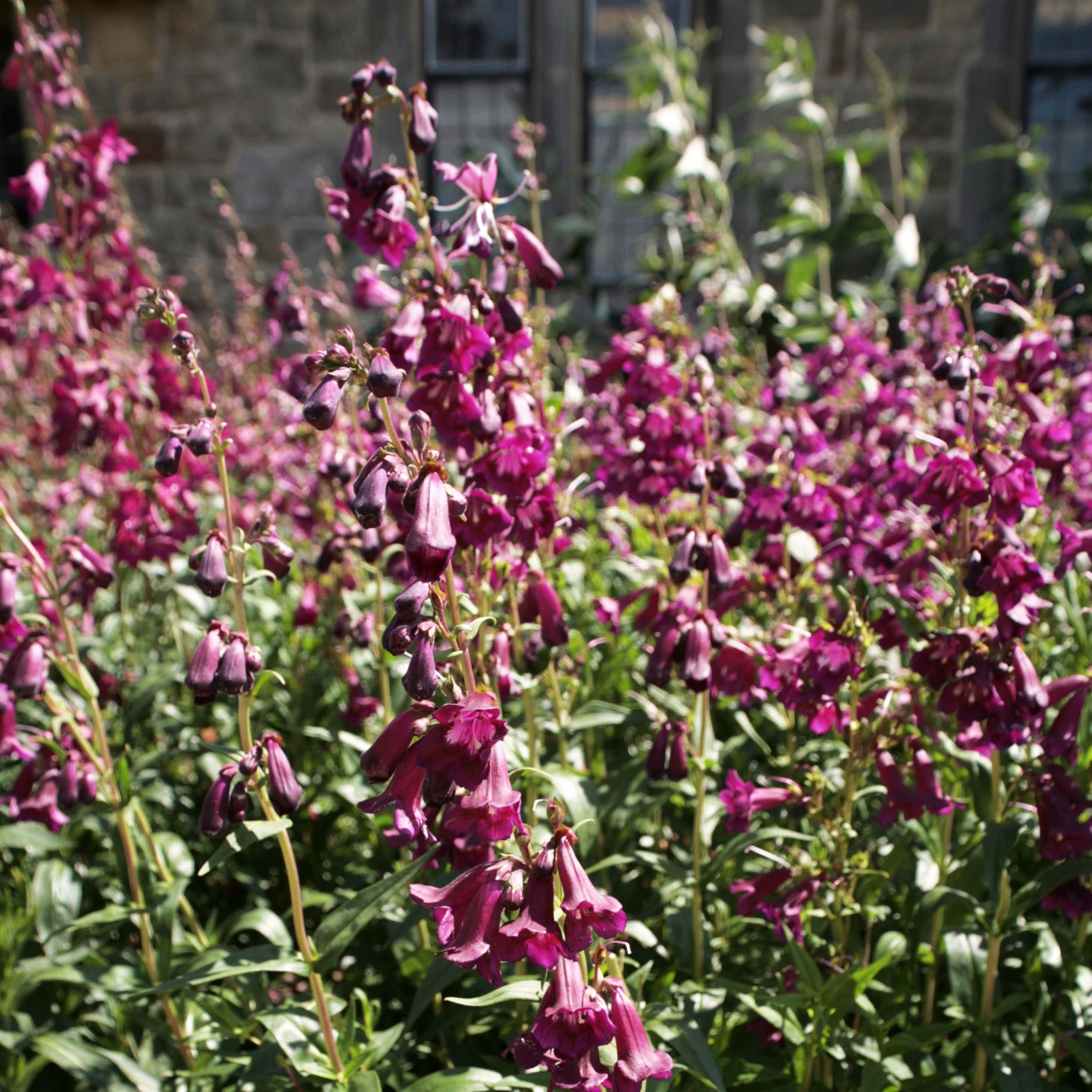 Penstemon Raven - Galane vivace, à fleurs violet-pourpré foncé.