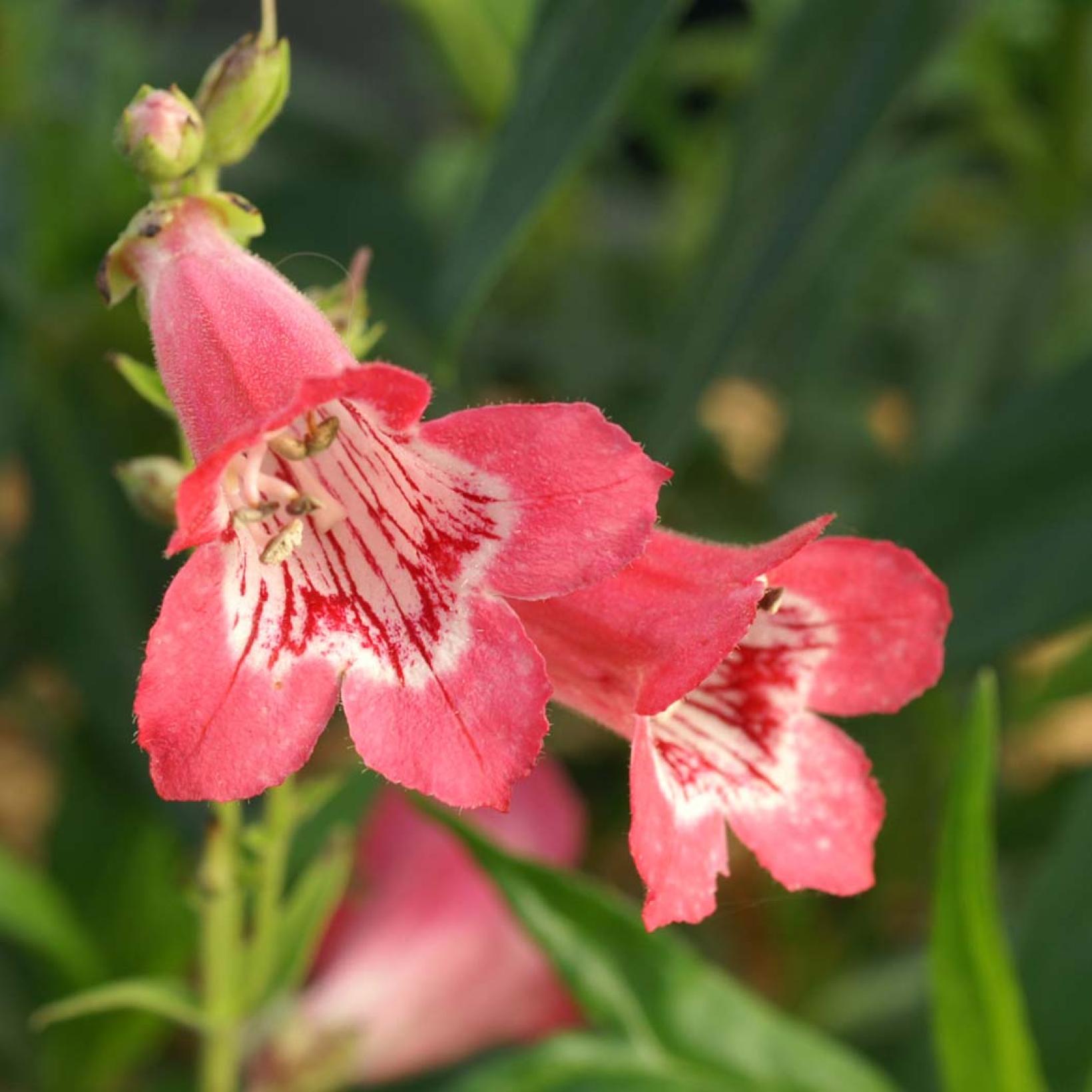 Penstemon Souvenir d'Adrien Régnier - Galane vivace buissonnante, à ...