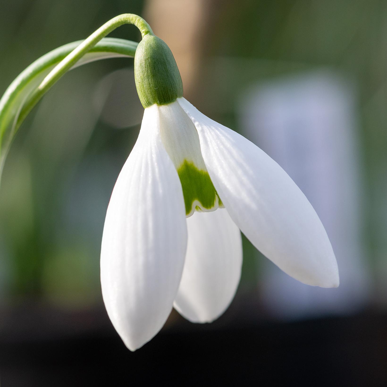 Perce-neige géant ou Galanthus elwesii. Une belle variété à fleurs ...