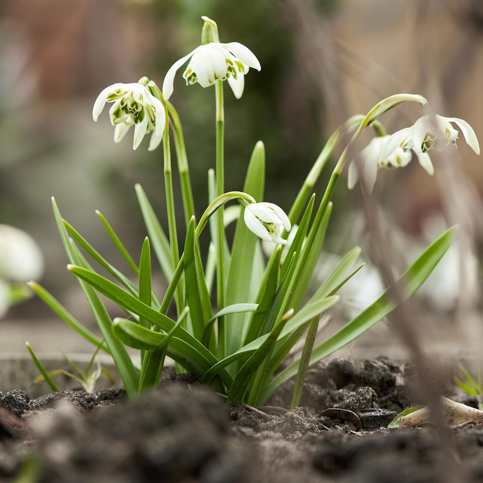Perce-neige double - Galanthus nivalis Dionysus - Une variété rare, à ...