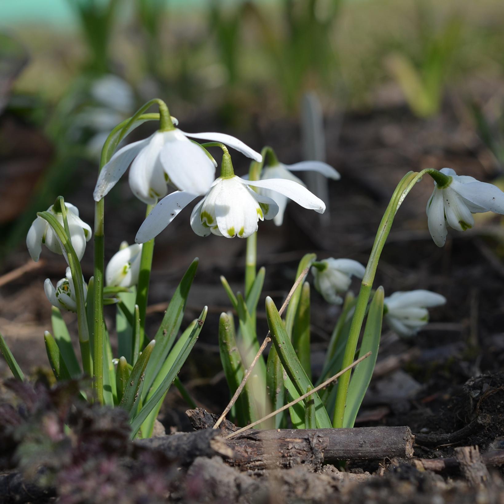 Perce-Neige Double - Galanthus Nivalis flore pleno. Une belle variété à ...