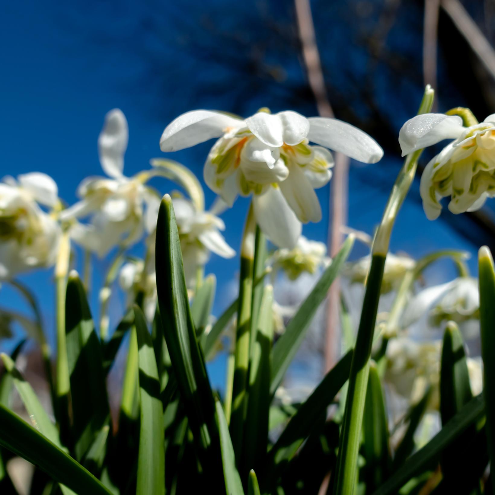 Perce-Neige Double - Galanthus Nivalis flore pleno. Une belle variété à ...