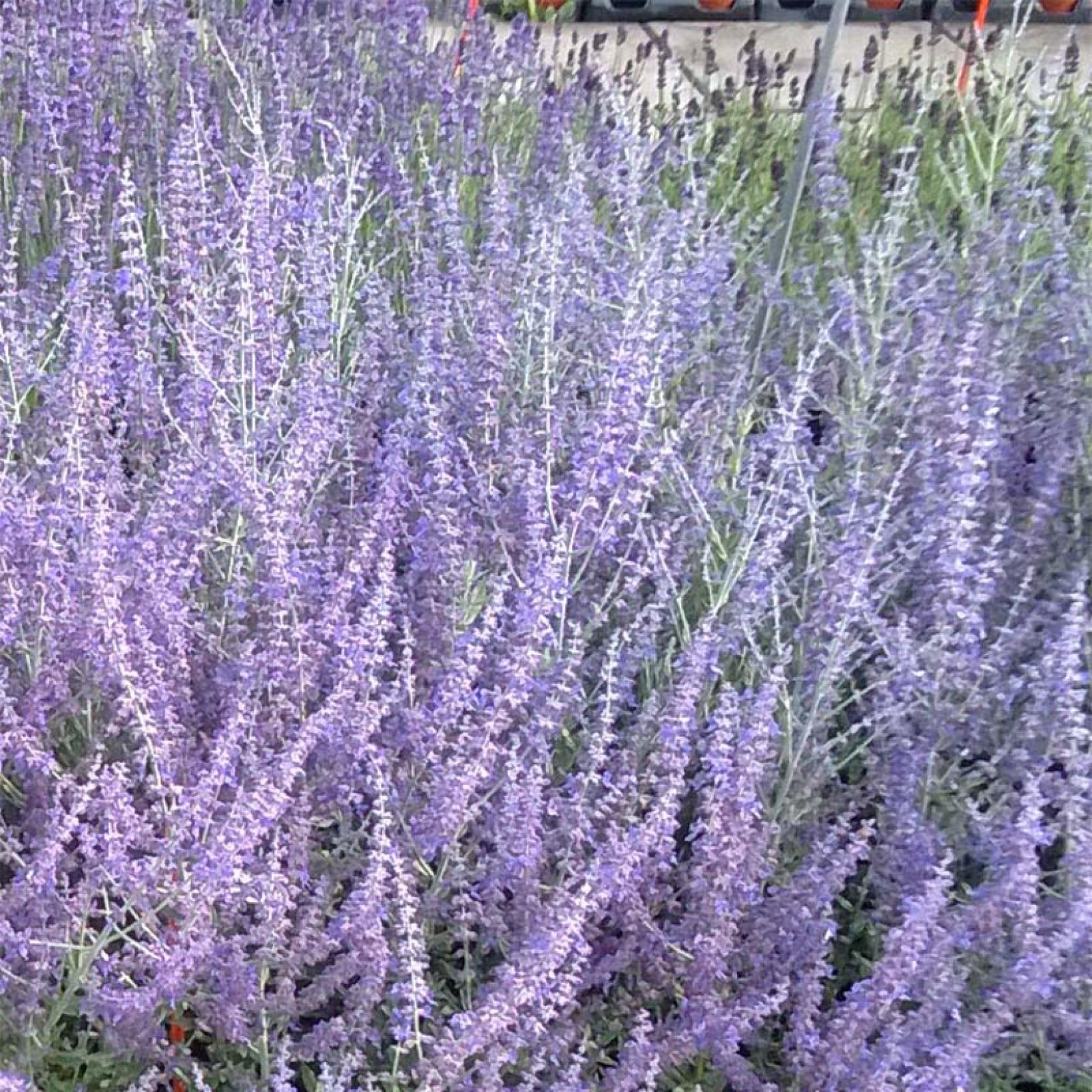 Perovskia atriplicifolia Blue Steel - Sauge d'Afghanistan à fleurs bleues