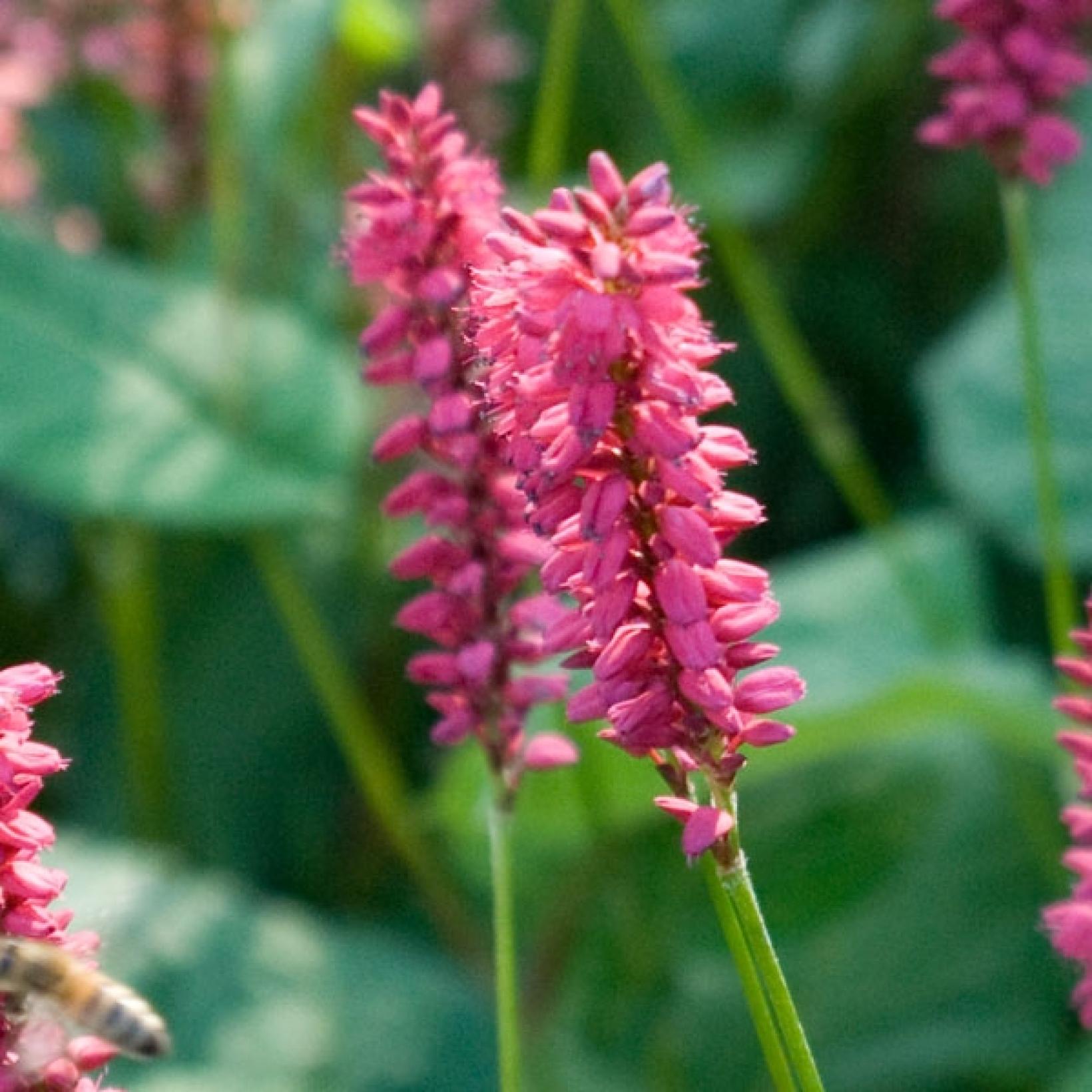 Persicaria amplexicaulis taurus - Renoué persicaire couvre-sol à épis ...