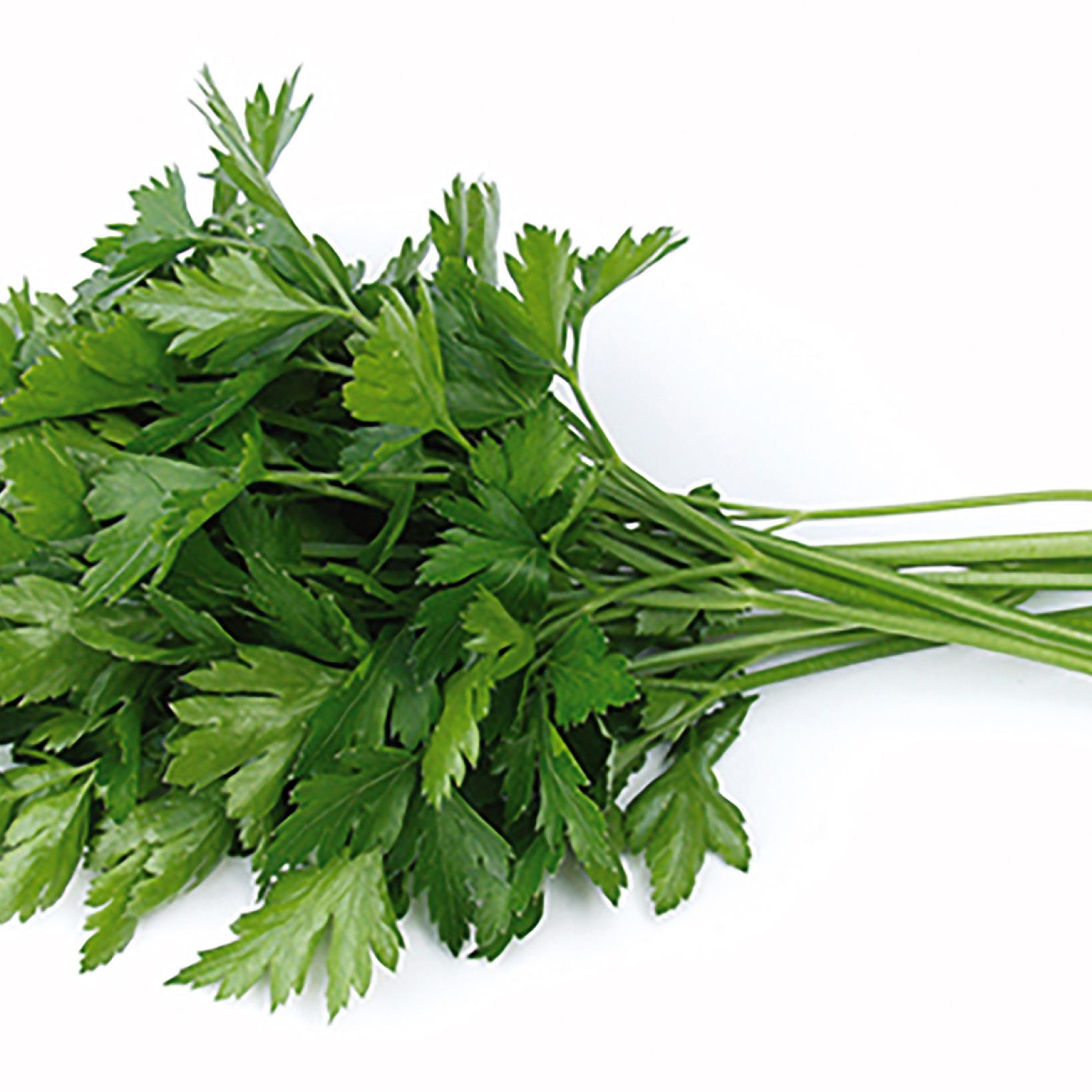 Persil Géant d'Italie Lion - Petroselinum crispum - Graines d ...