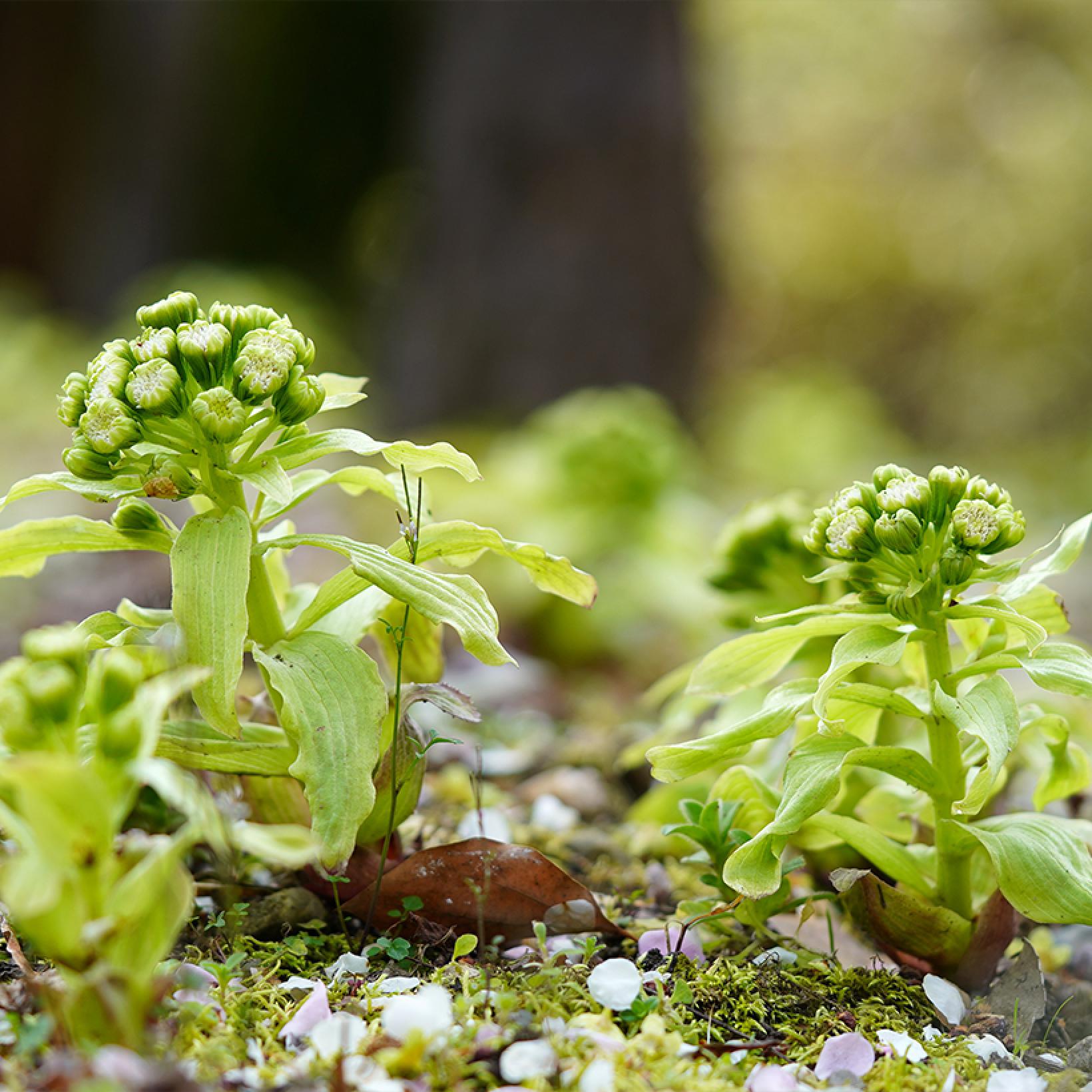 Petasites japonicus - Pétasite du Japon - Vivace de zone humide