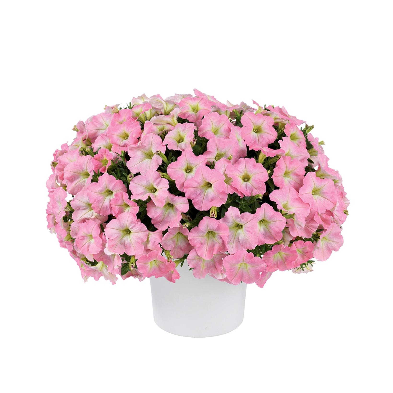 Petunia hybrida Capella Baby Pink - Variété compacte à fleurs rose pâle ...