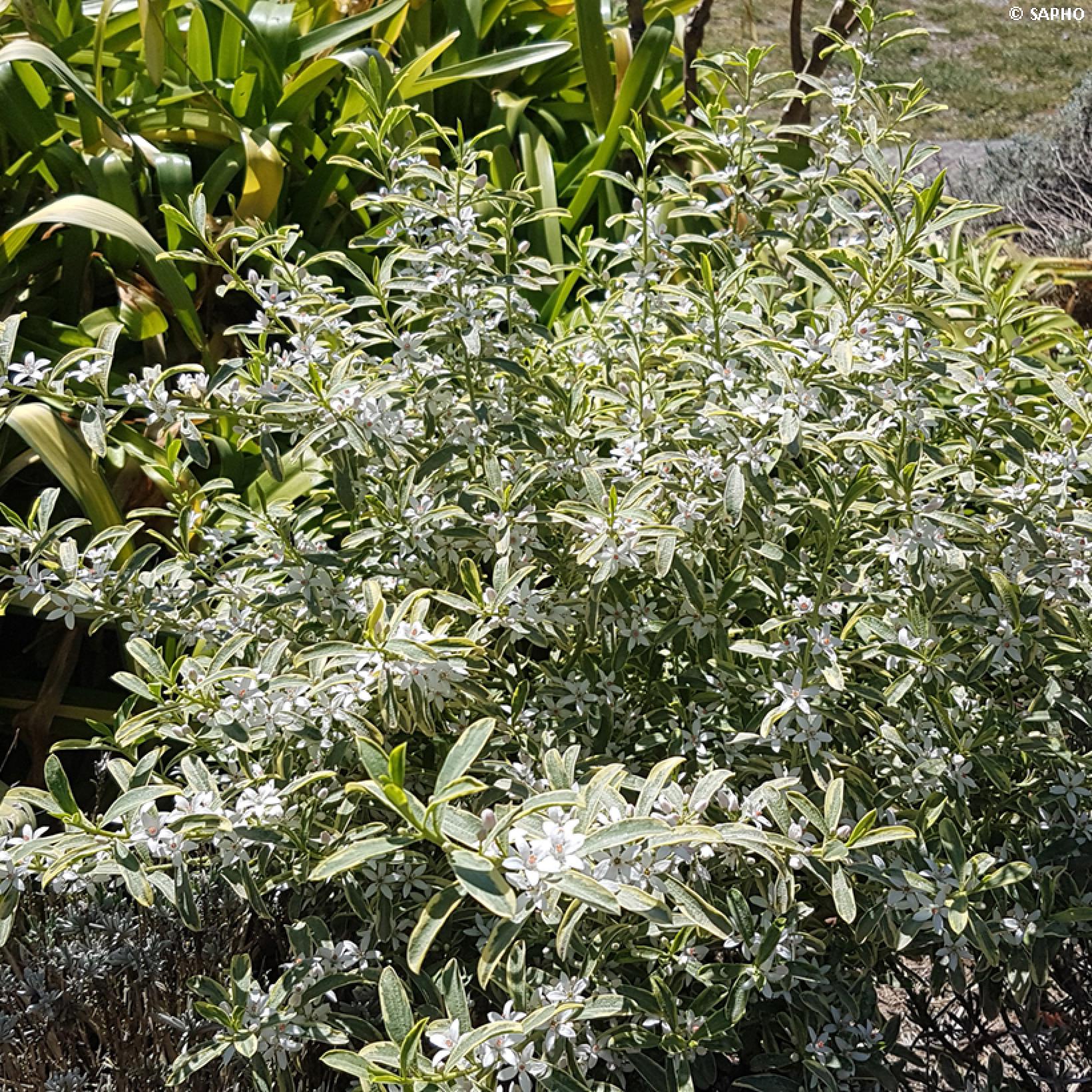 Philotheca myoporoides Gold Touch Panroue - Eriostemon panaché de jaune ...