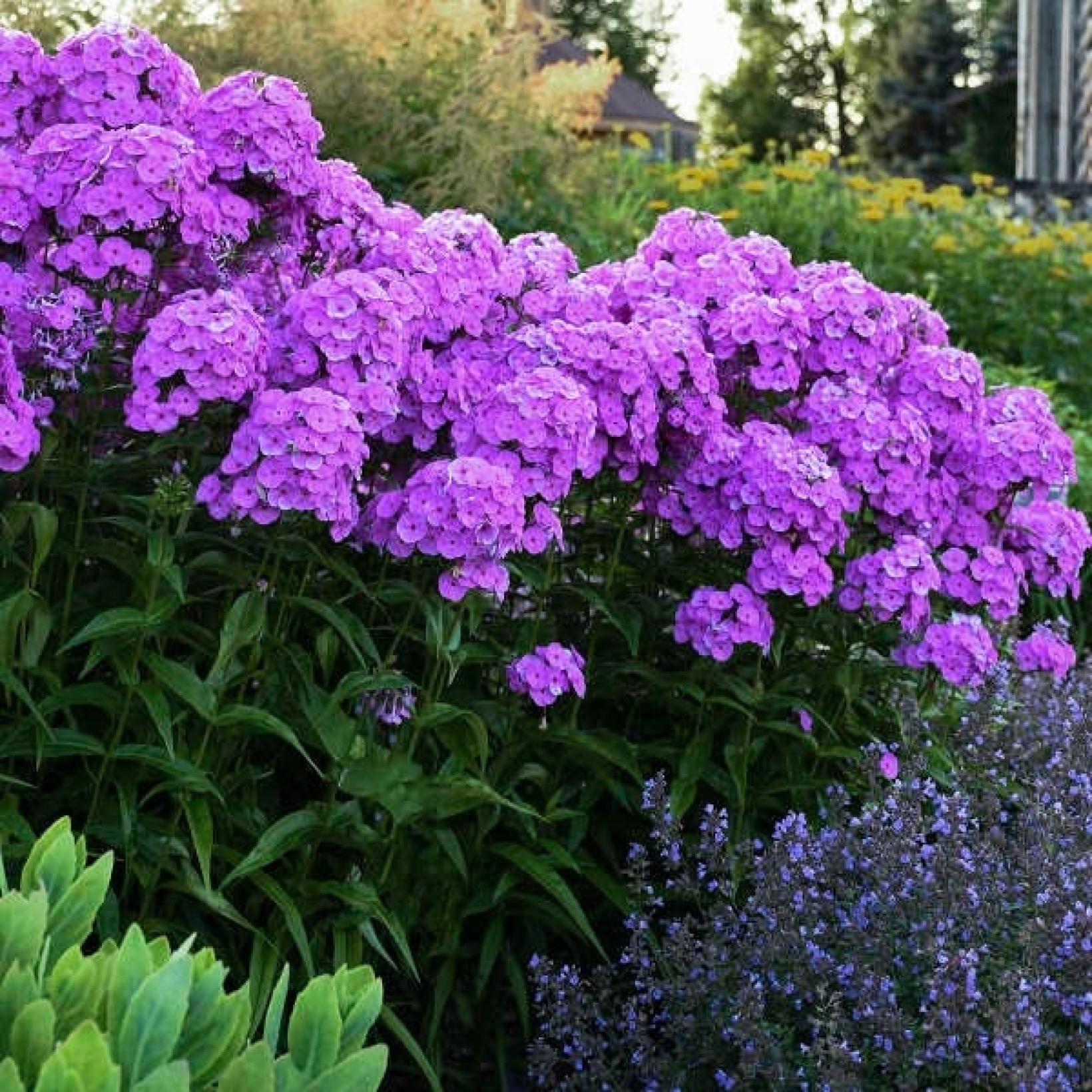 Phlox Fashionably Early Flamingo - Phlox hybride à floraison précoce ...