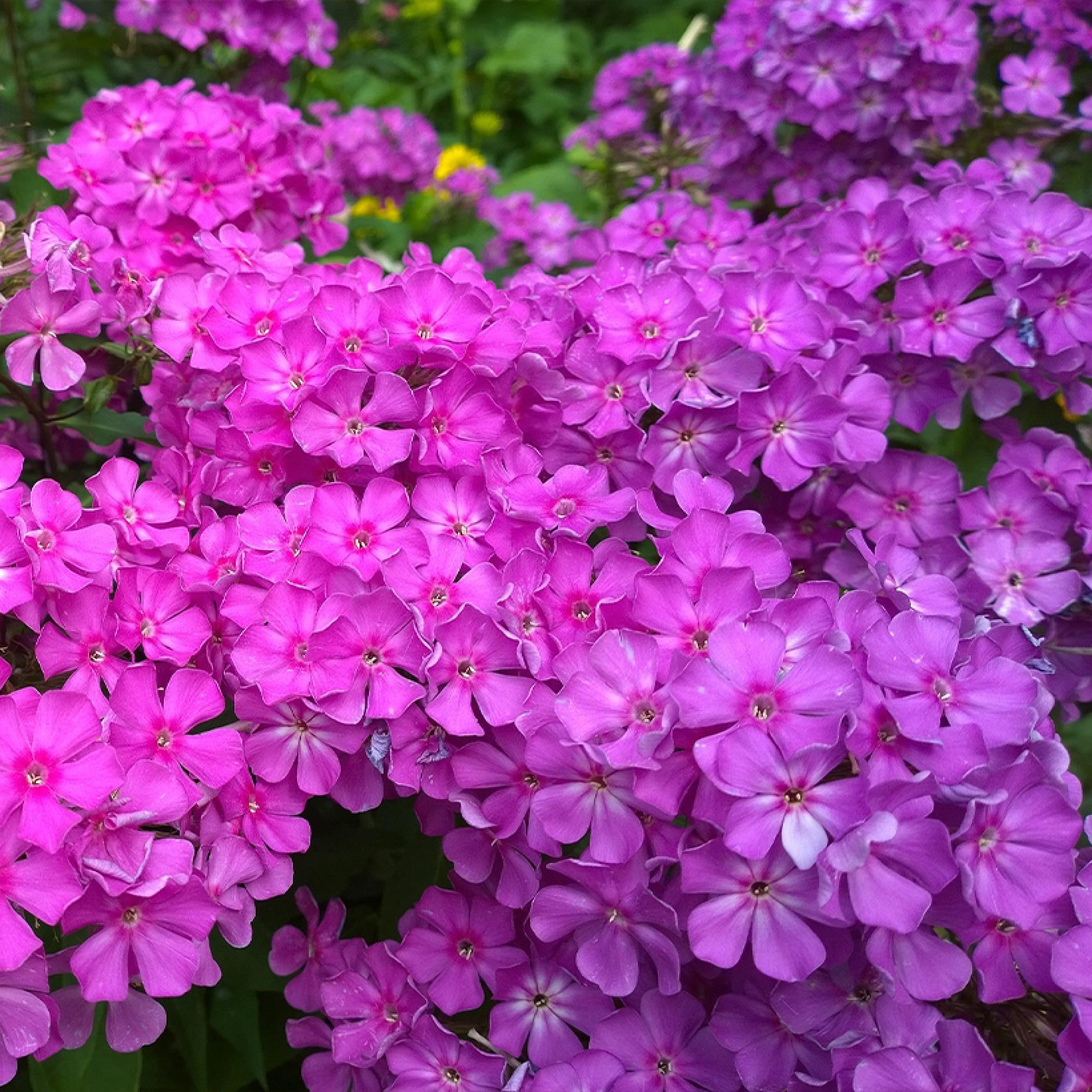 Phlox paniculata Famous Purple - Variété compacte à fleurs pourpres