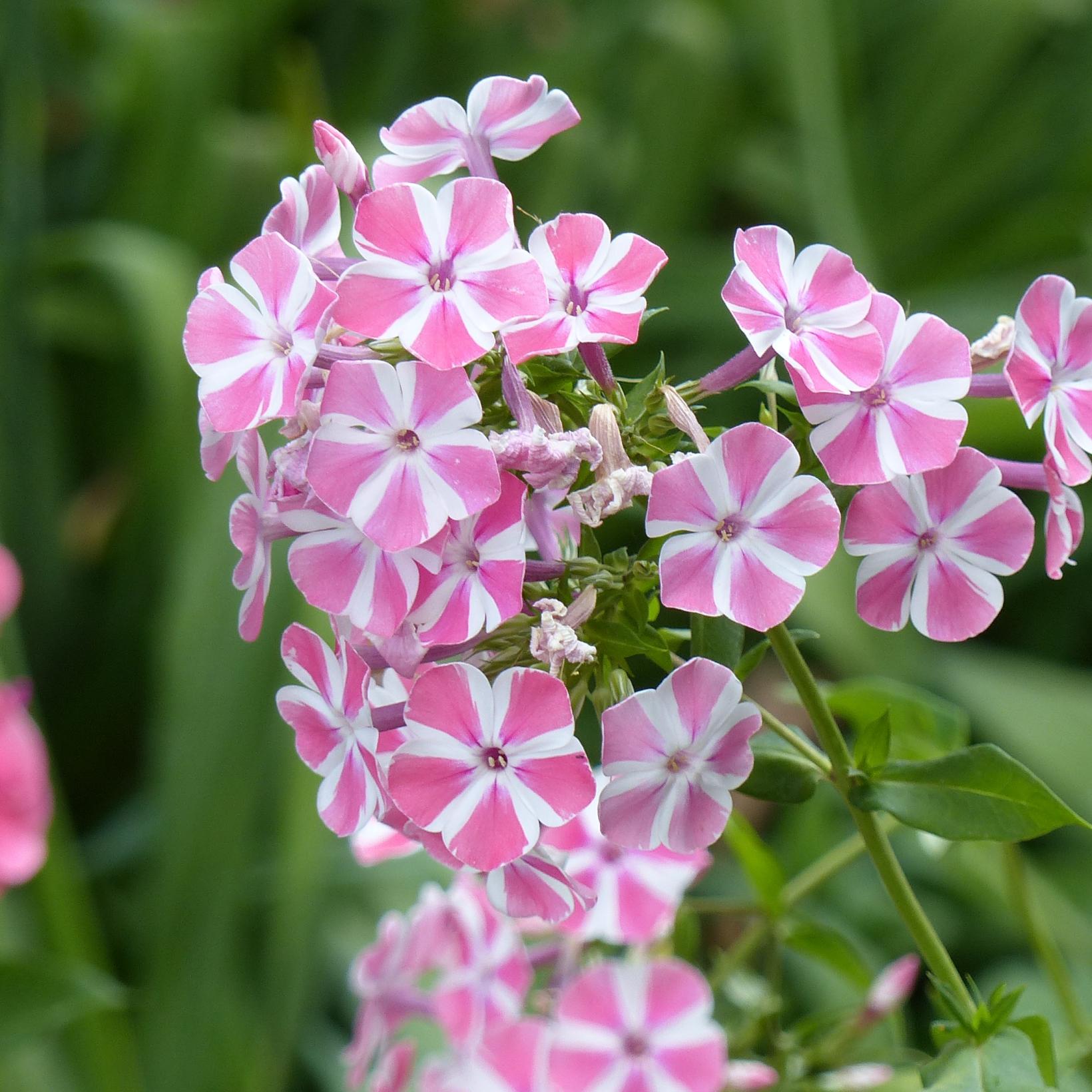 Phlox paniculata Peppermint Twist - Une vivace d'été à fleurs rose et blanc