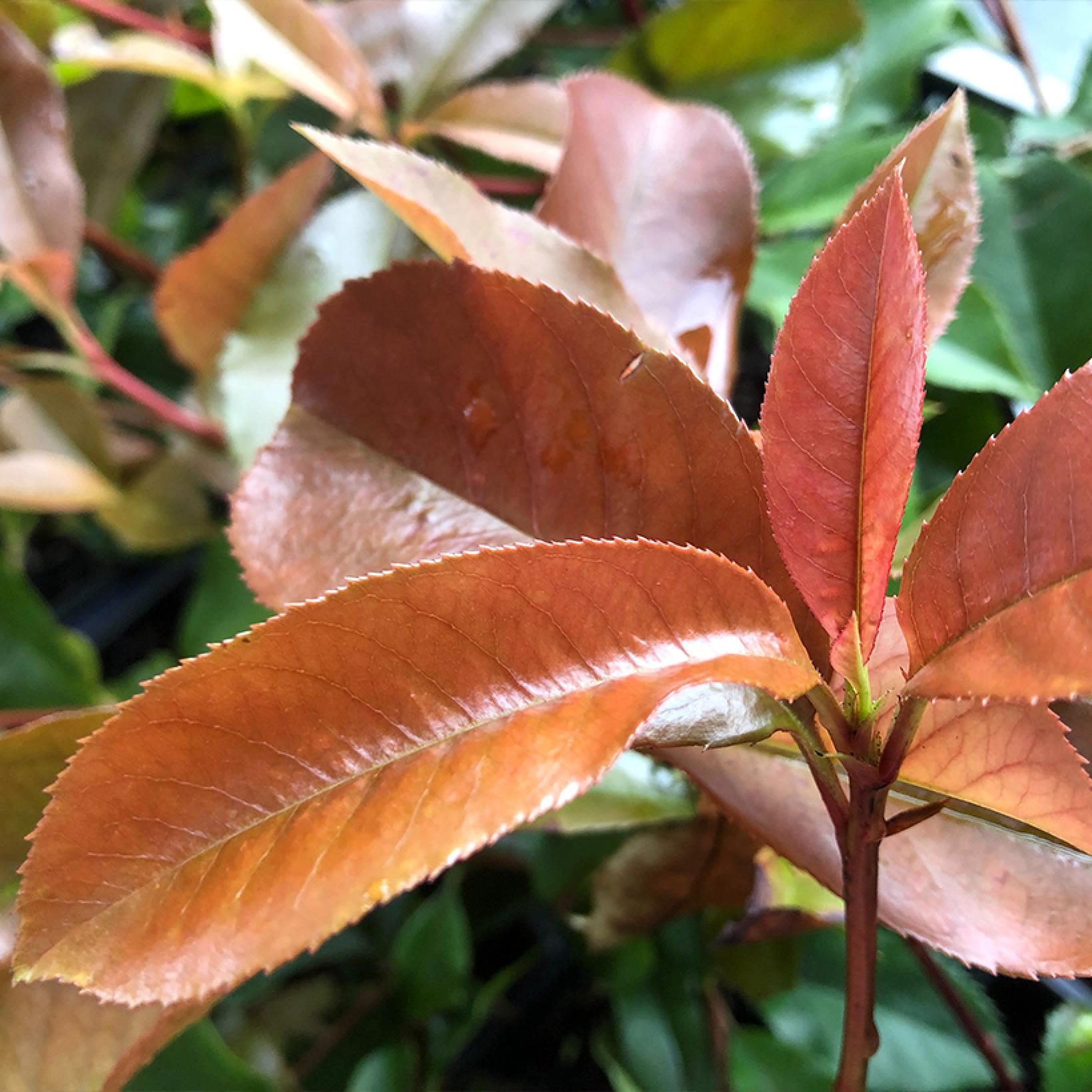 Photinia fraseri Red Robin Blood - Photinia
